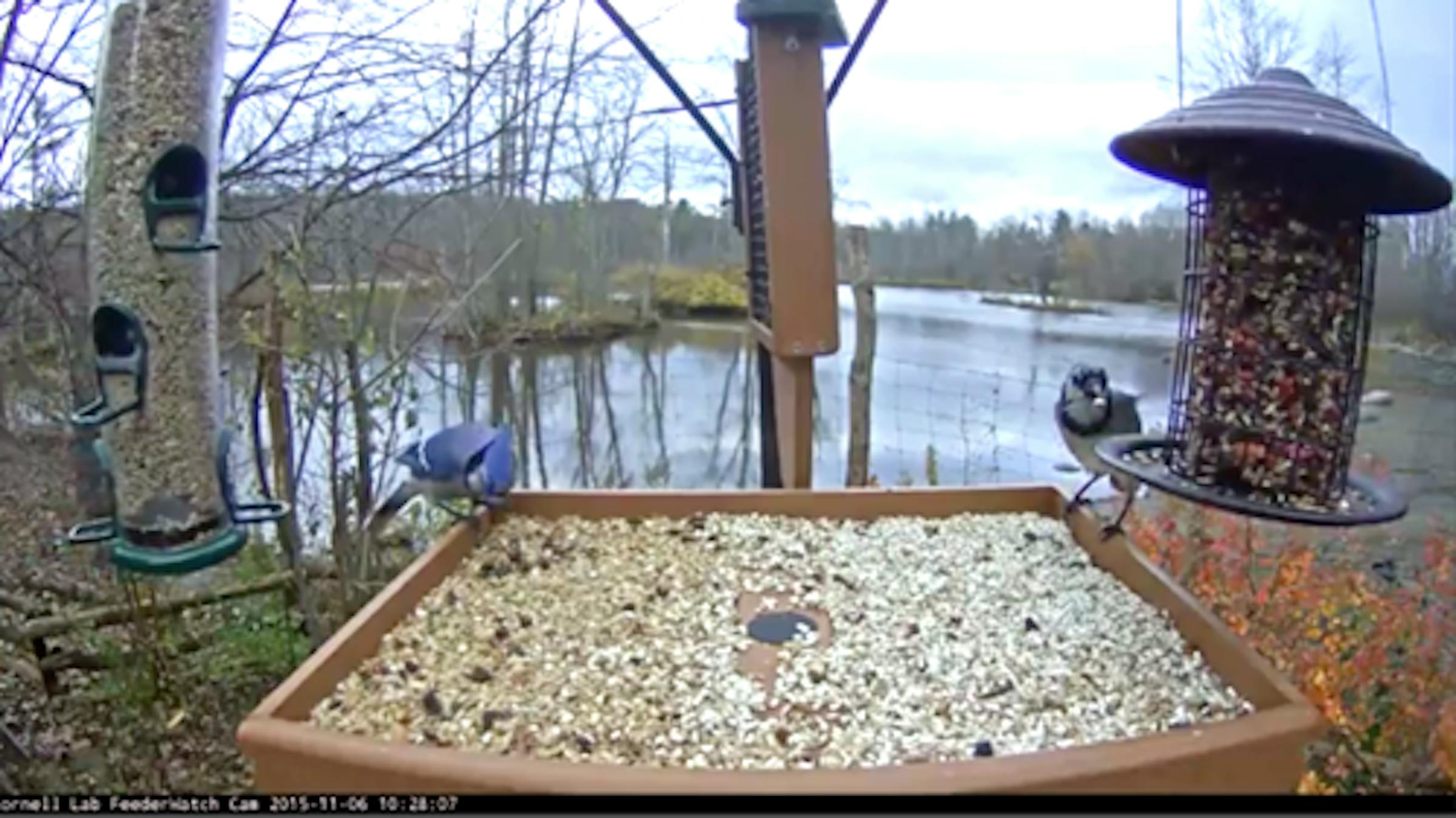 Favorite live video feeds of birds