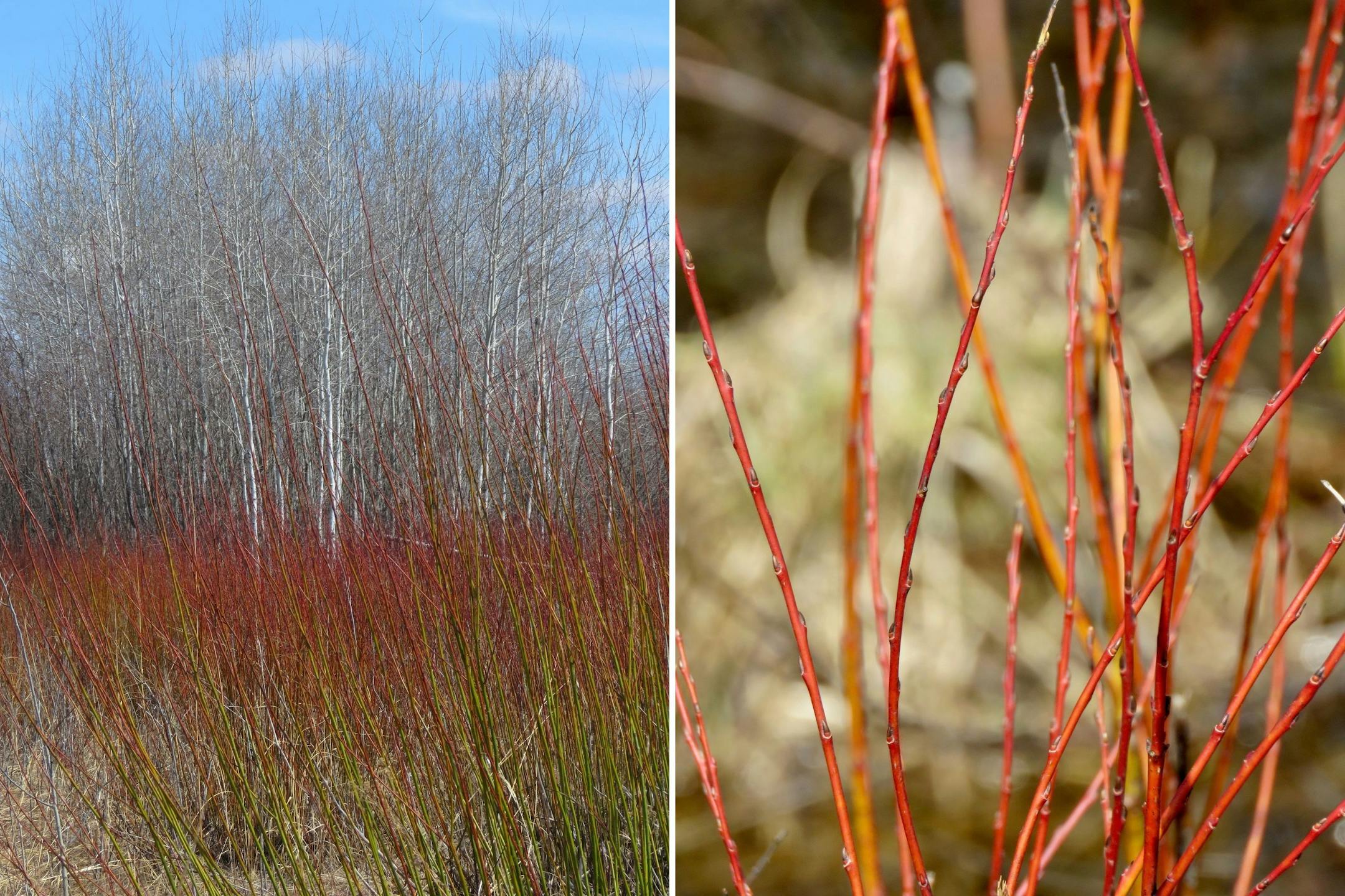 Red osier dogwood brightens late-winter – and holds deep cultural meaning