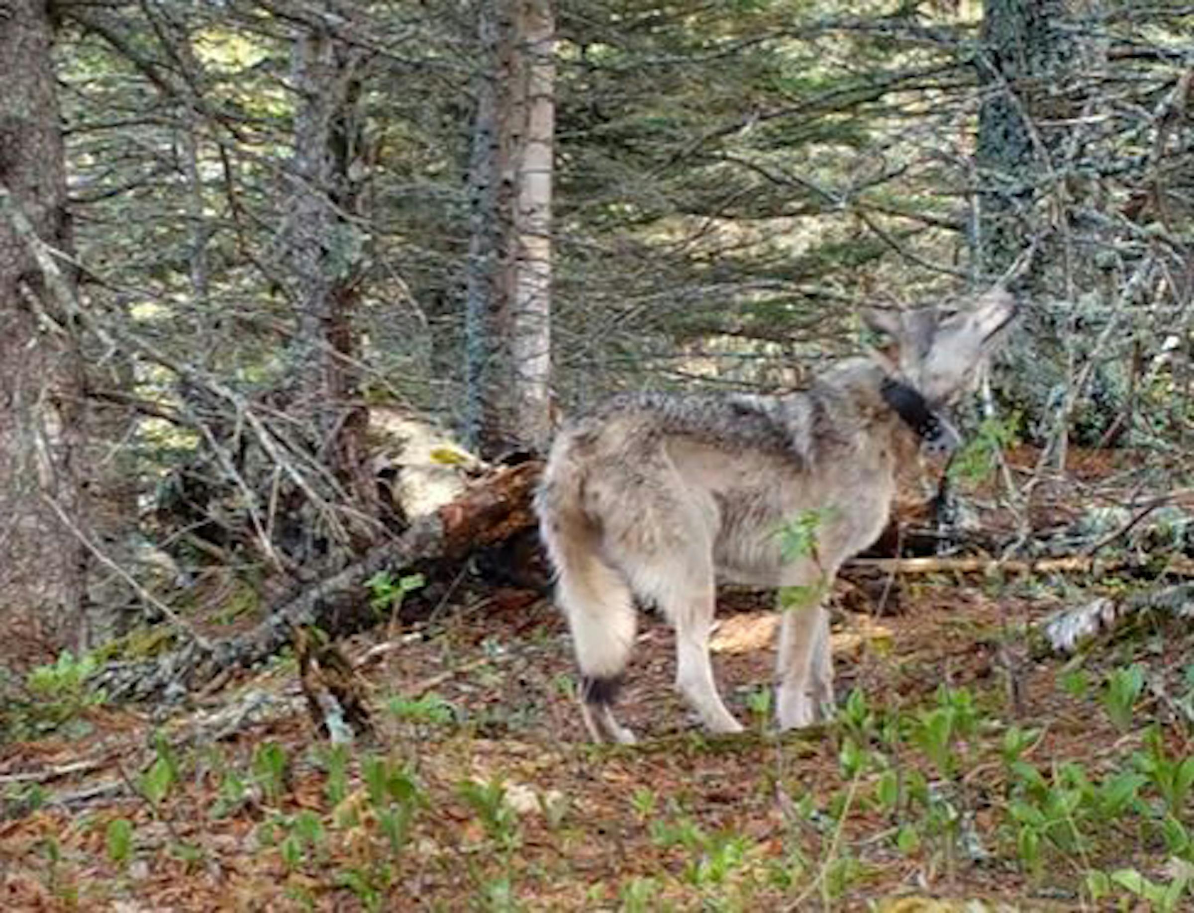 Isle Royale wolf relocation inspires documentary, coursework for students