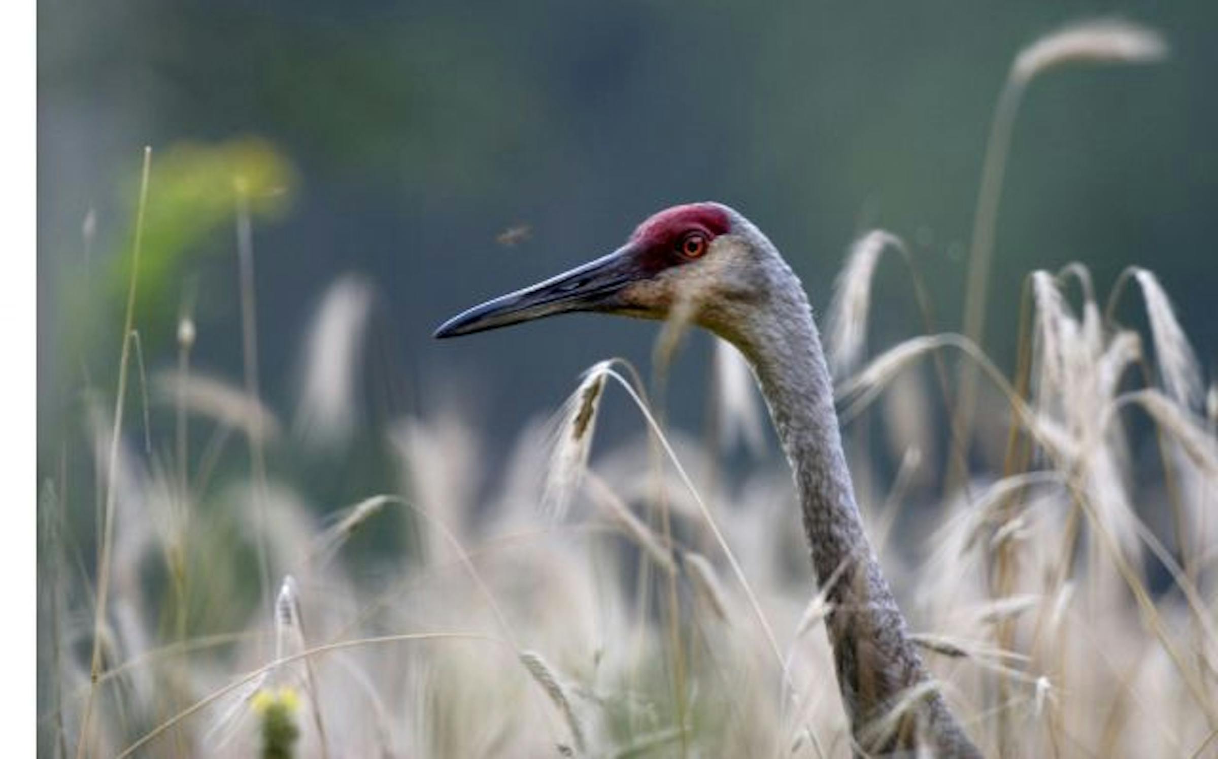 Minnesota crane hunt returning after 94 years