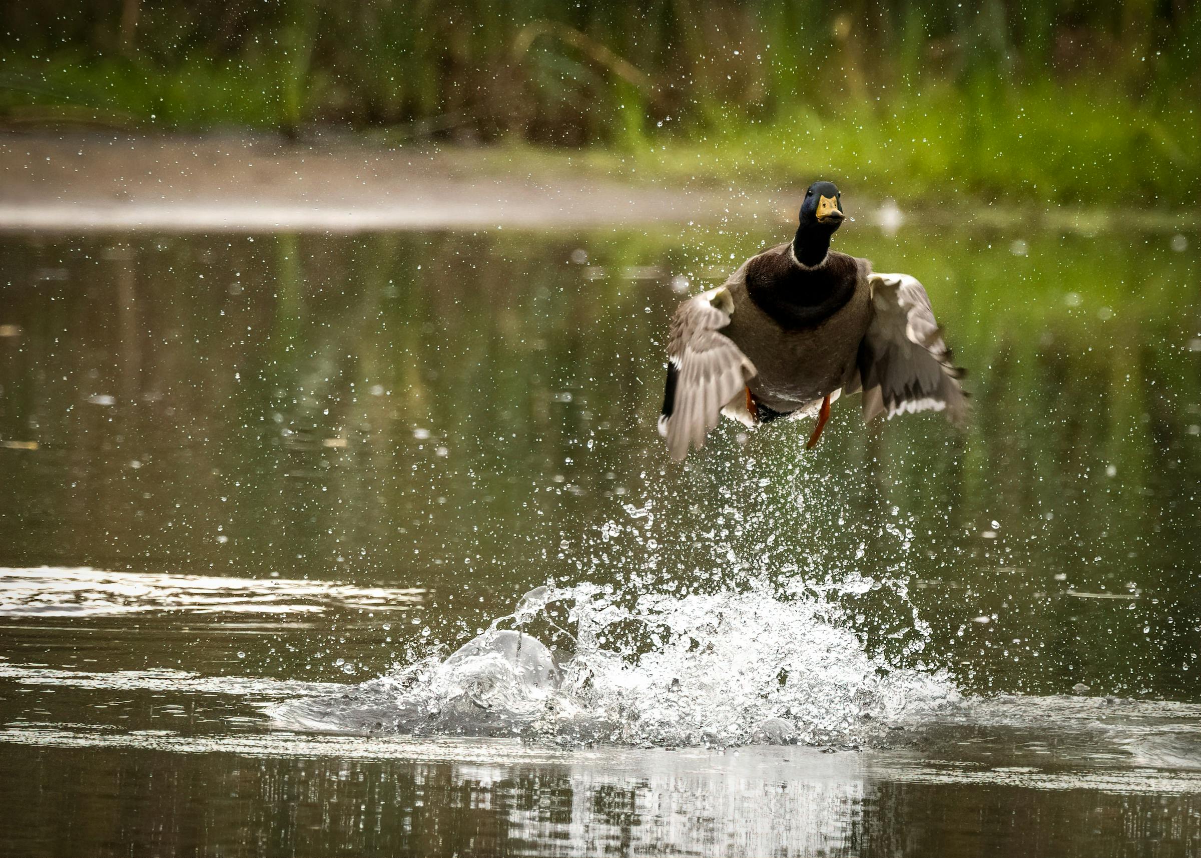 How ducks get cleared for takeoff