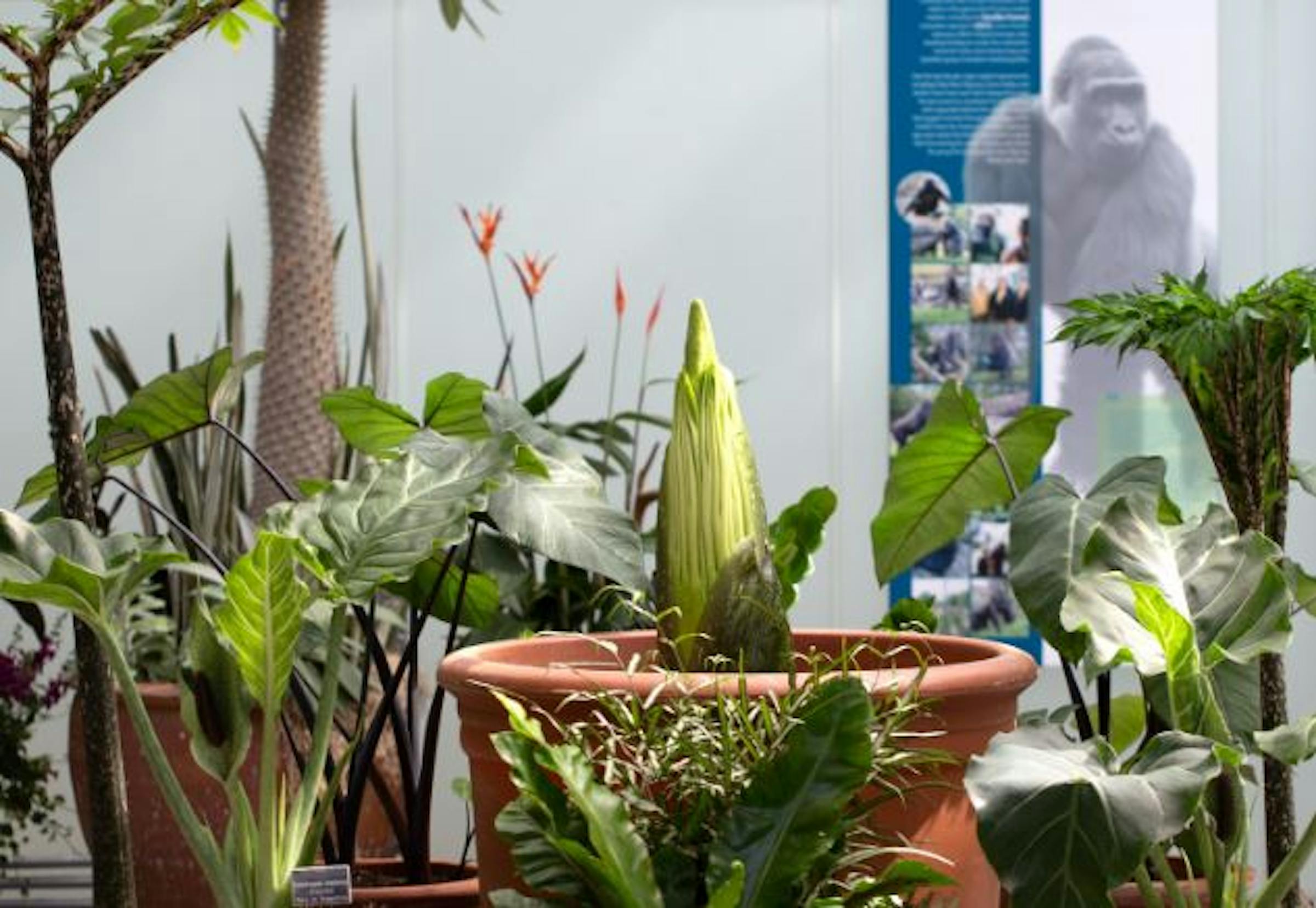 Rare corpse flower at Como's conservatory in St. Paul approaching its ...