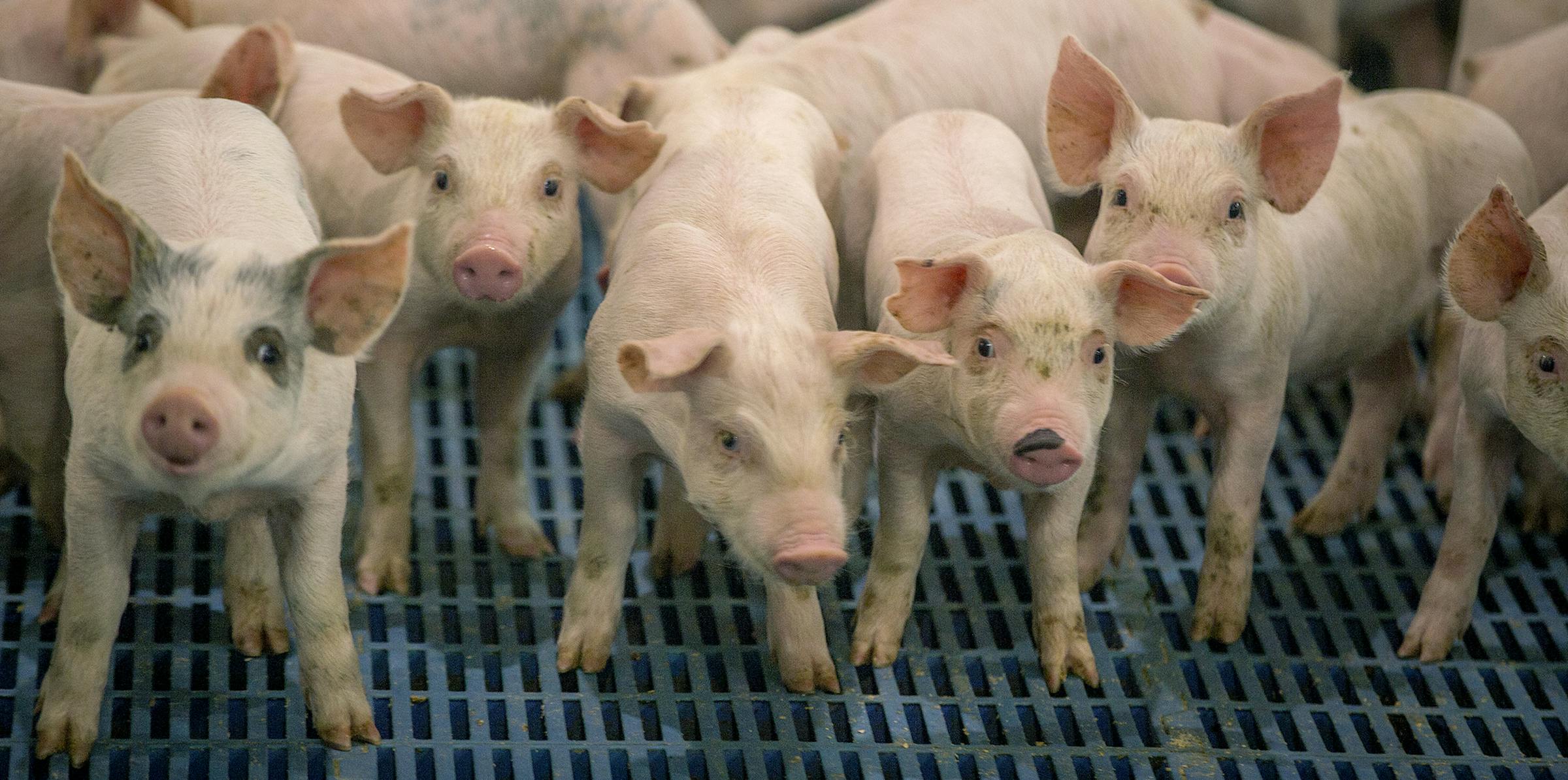 Minnesota farmers trying to find markets for their hogs — and save ...