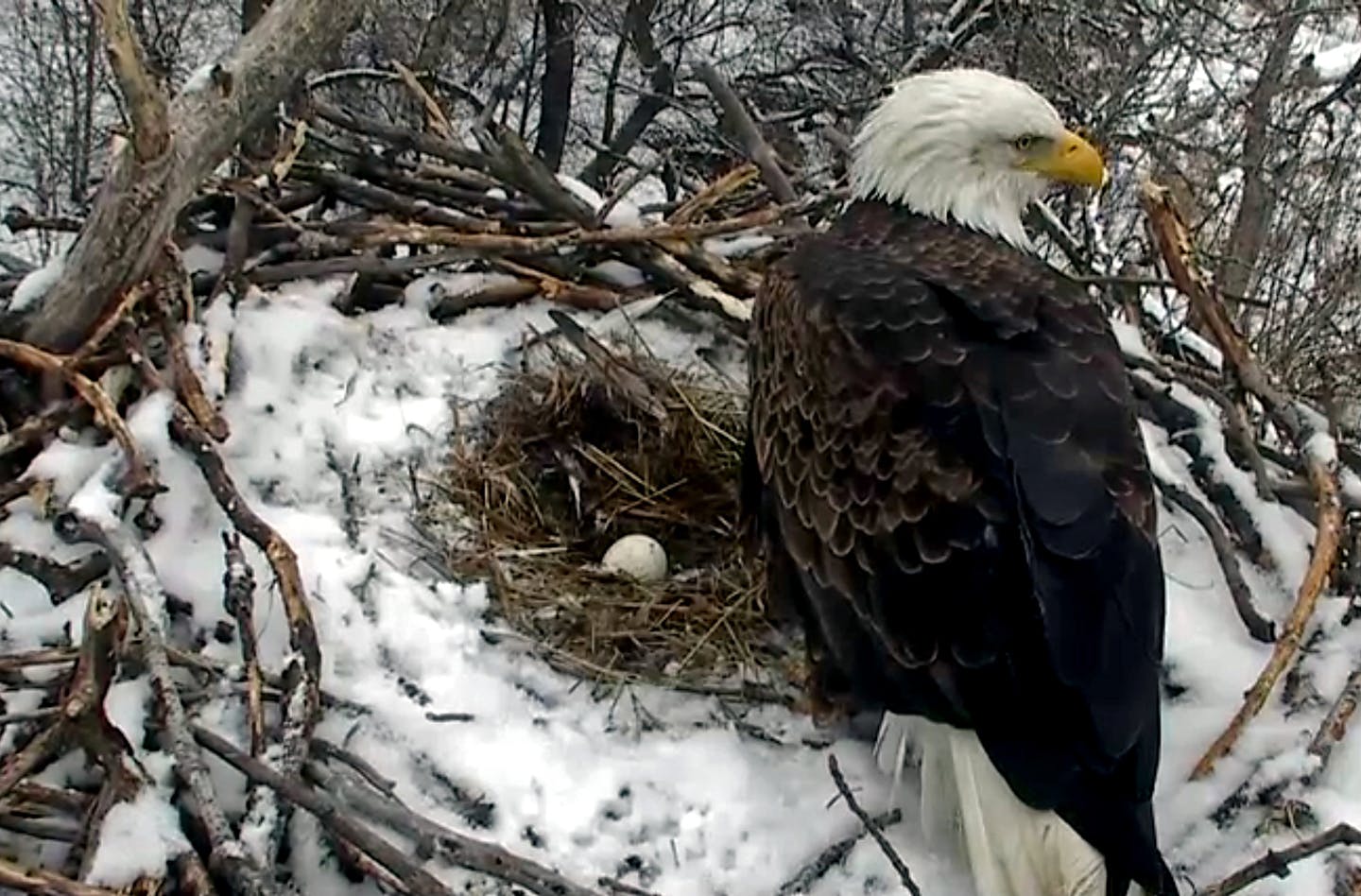 Learn the secrets of bird nests