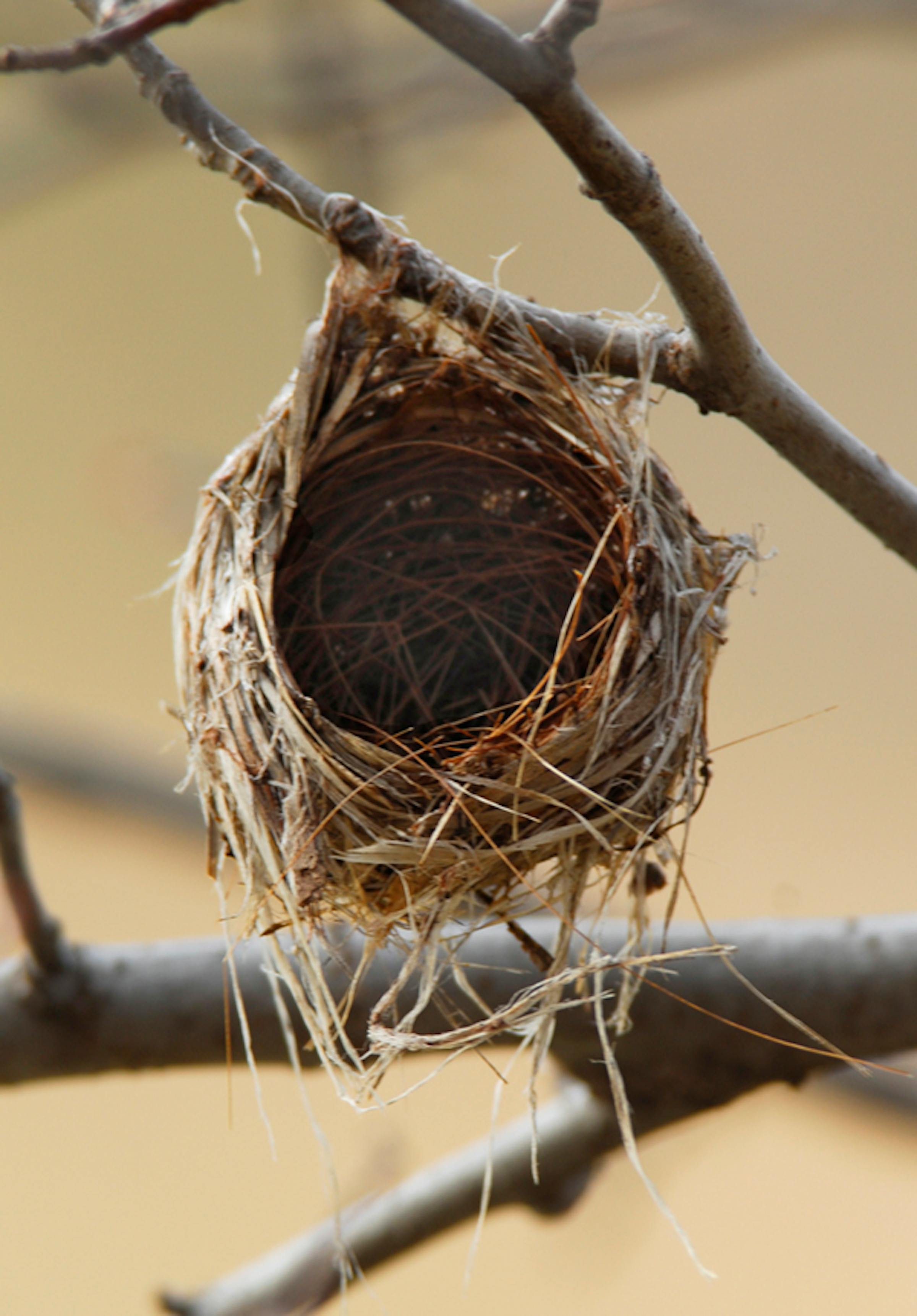 Why are bird nests round?