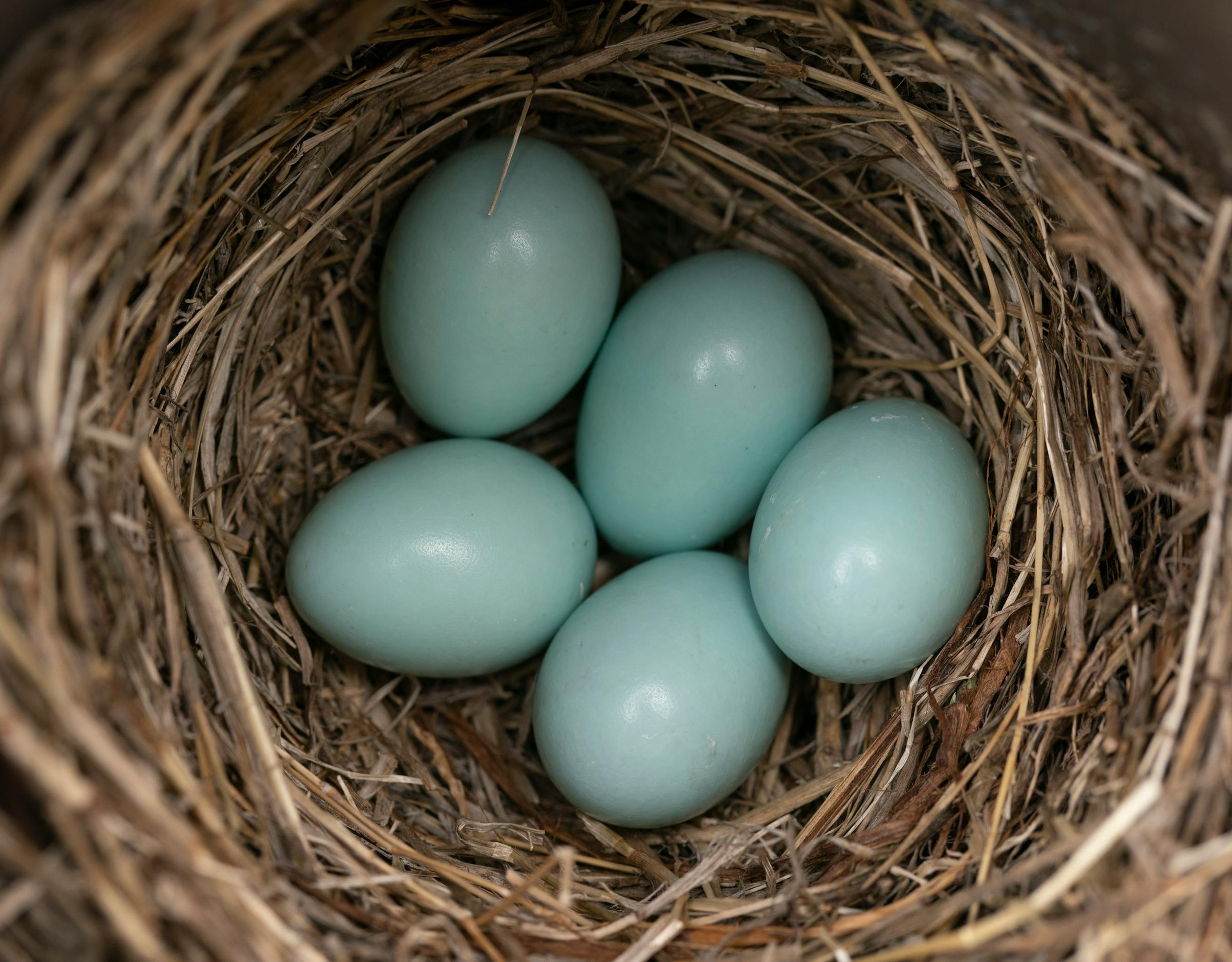 Learn the secrets of bird nests