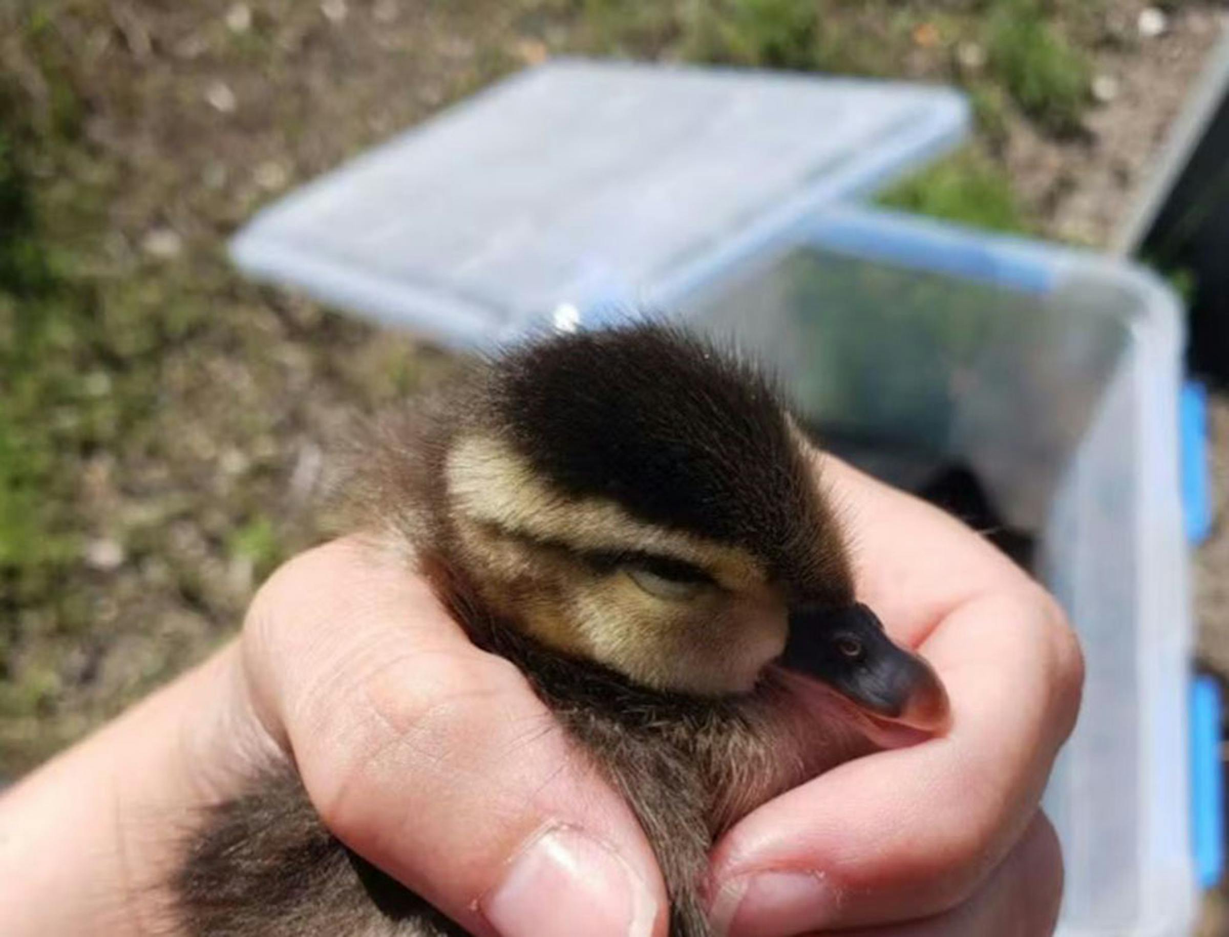 State Patrol: Don’t stop on side of road to rescue baby ducks (or other ...
