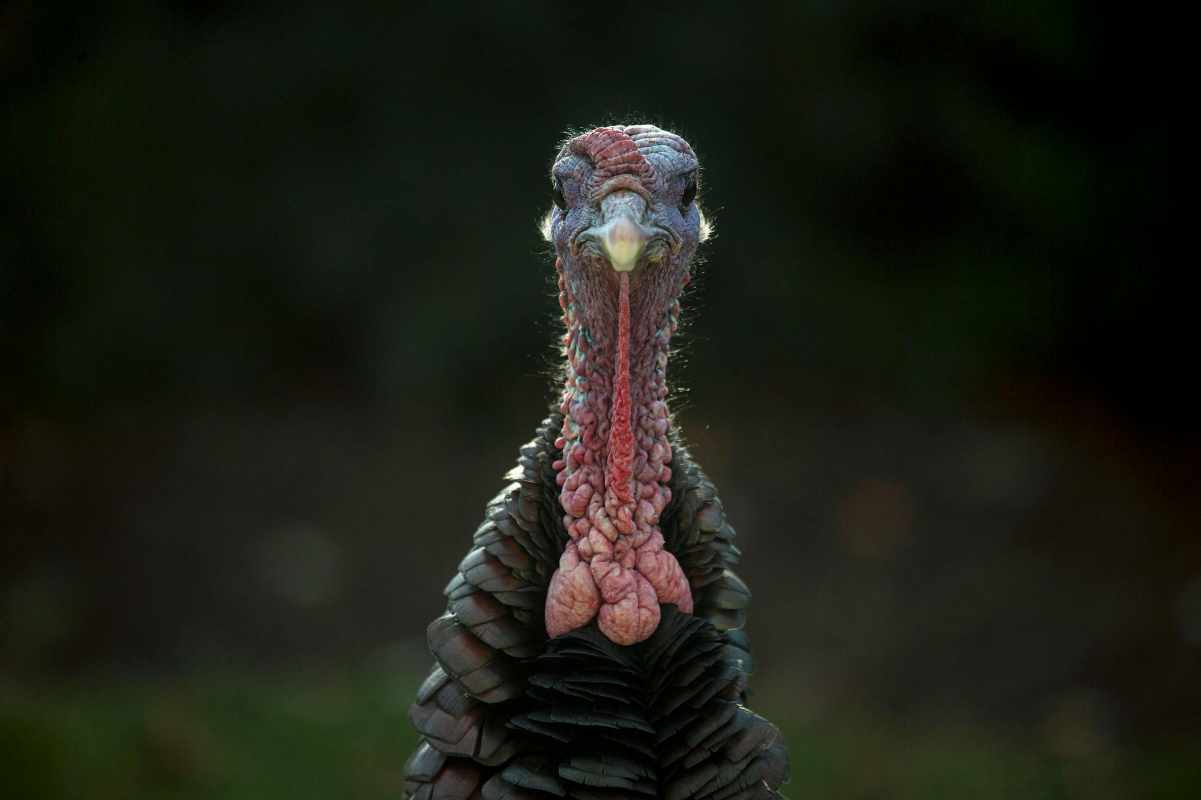 Patrick Reusse's 2018 The Authentic Turkeys (aka Turkey of the Year)