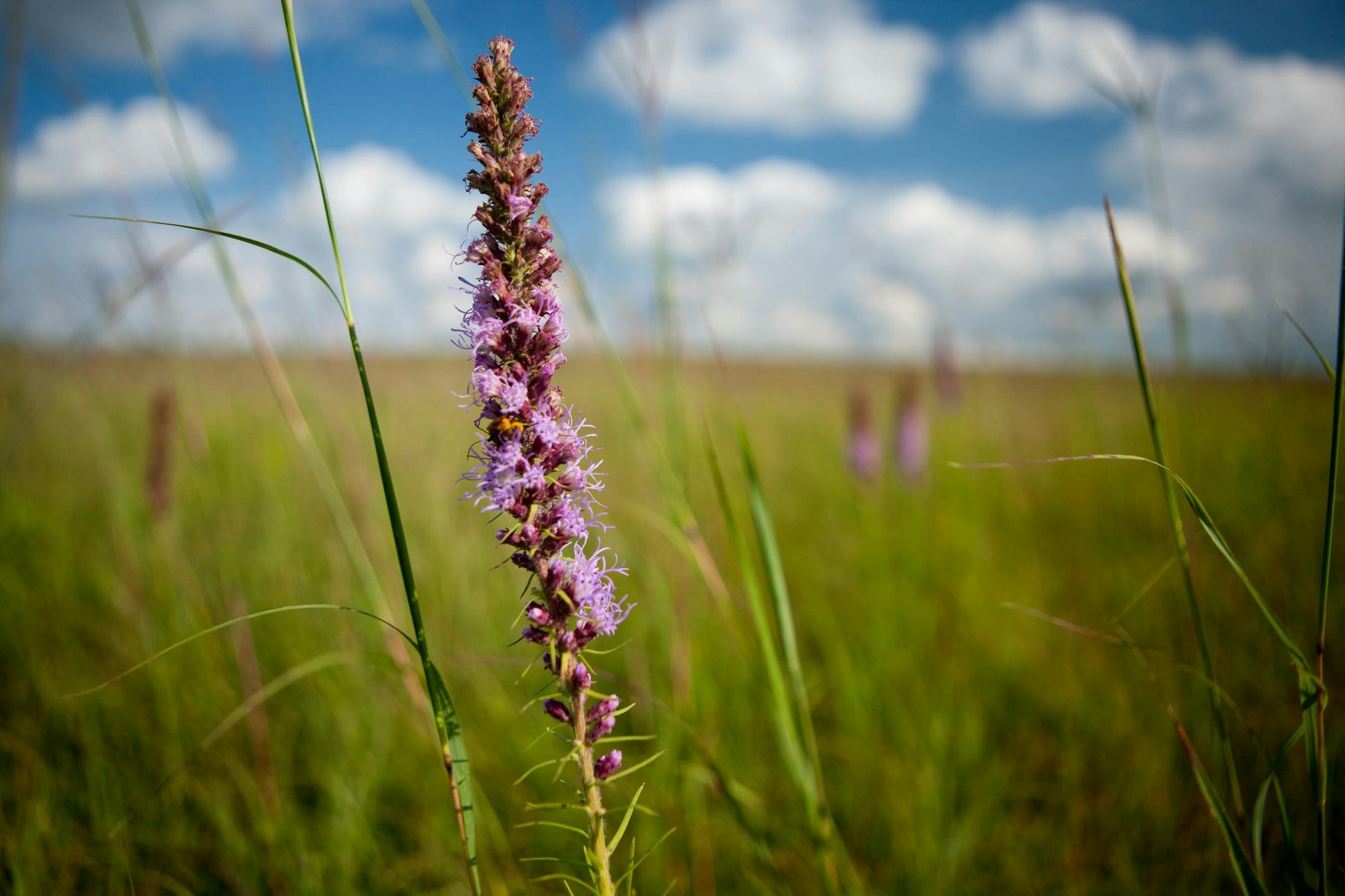Conservation groups add nearly 2,000 acres to protected Minnesota prairie