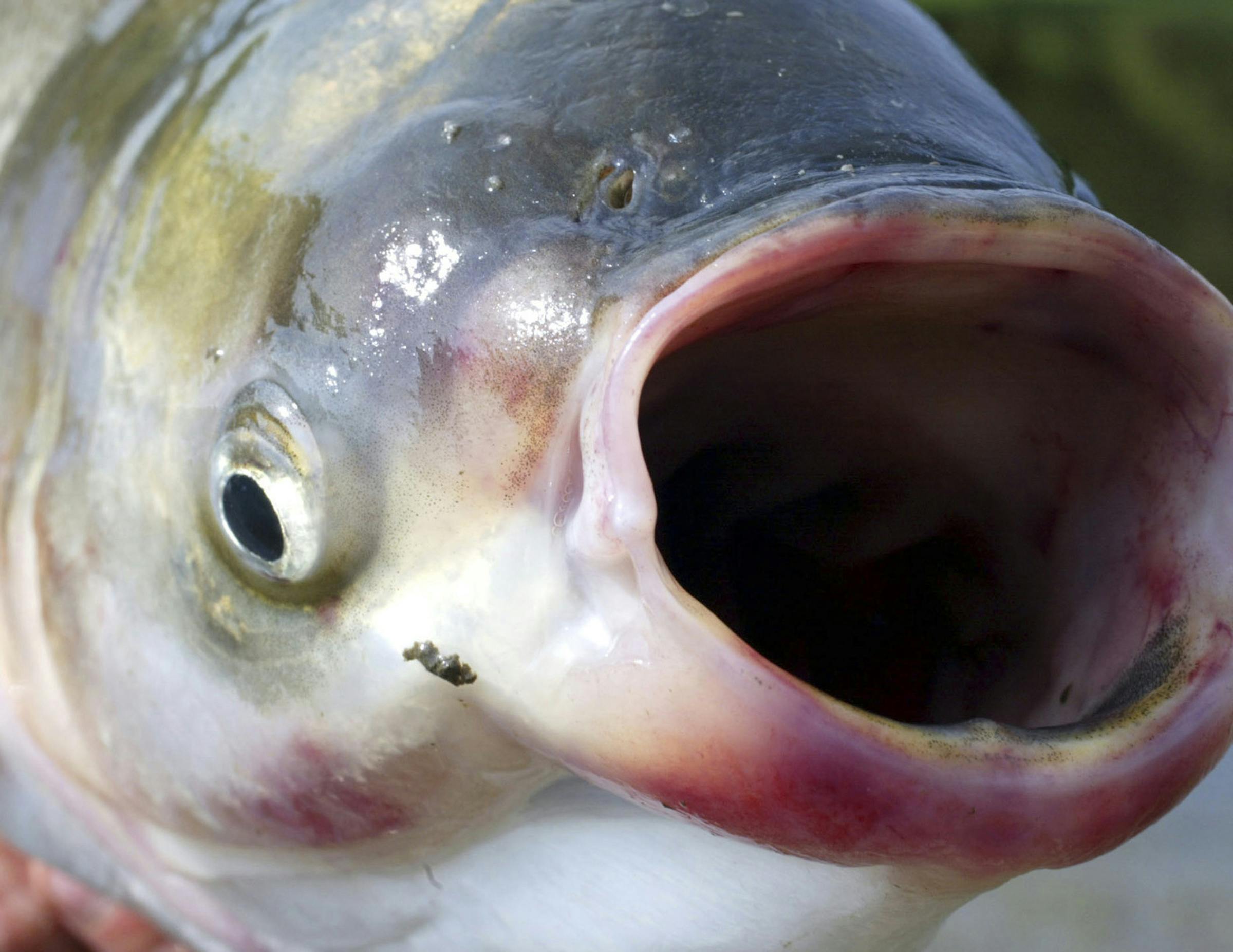 Minnesota researcher makes the case to stop invasive carp at a lock and ...