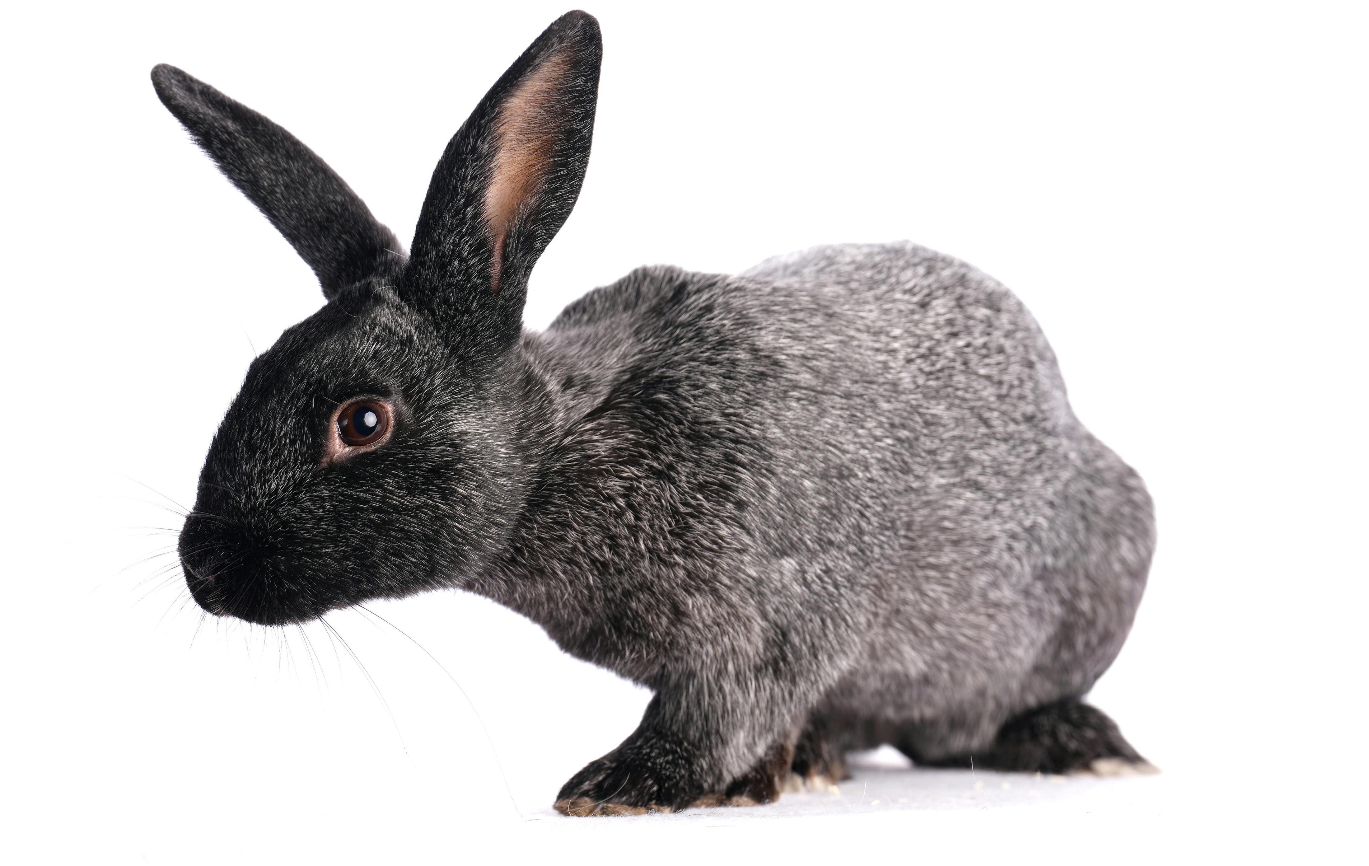 Portraits of Minnesota State Fair rabbits
