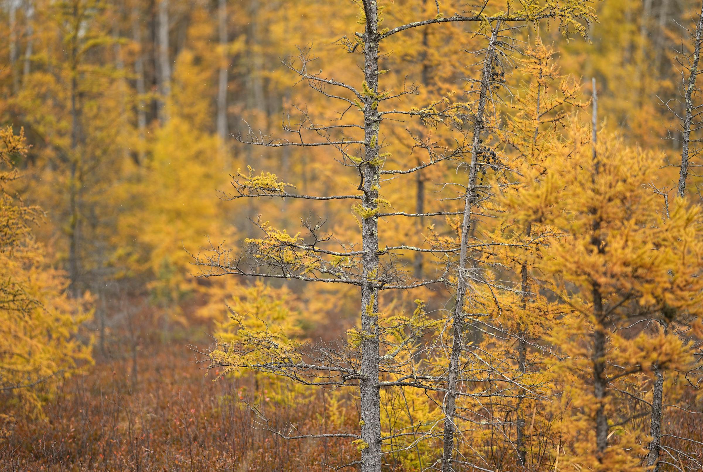 Pheromones from tiny beetles could help save Minnesota’s tamarack trees