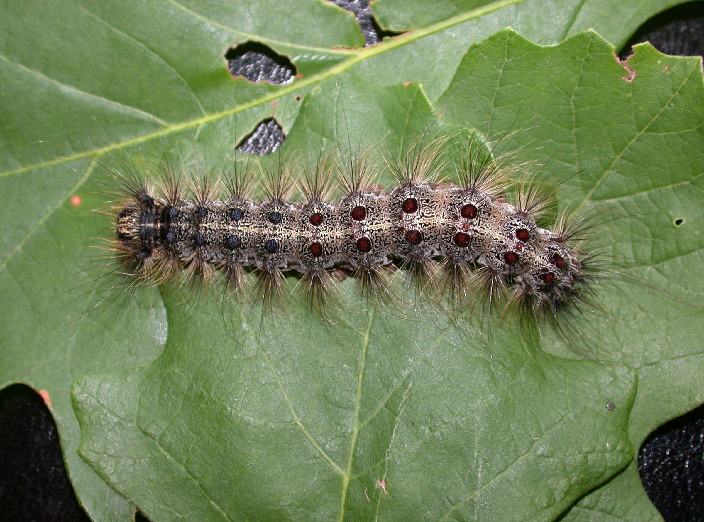 Invasion of leaf-snatching gypsy moth caterpillars hits Twin Cities trees