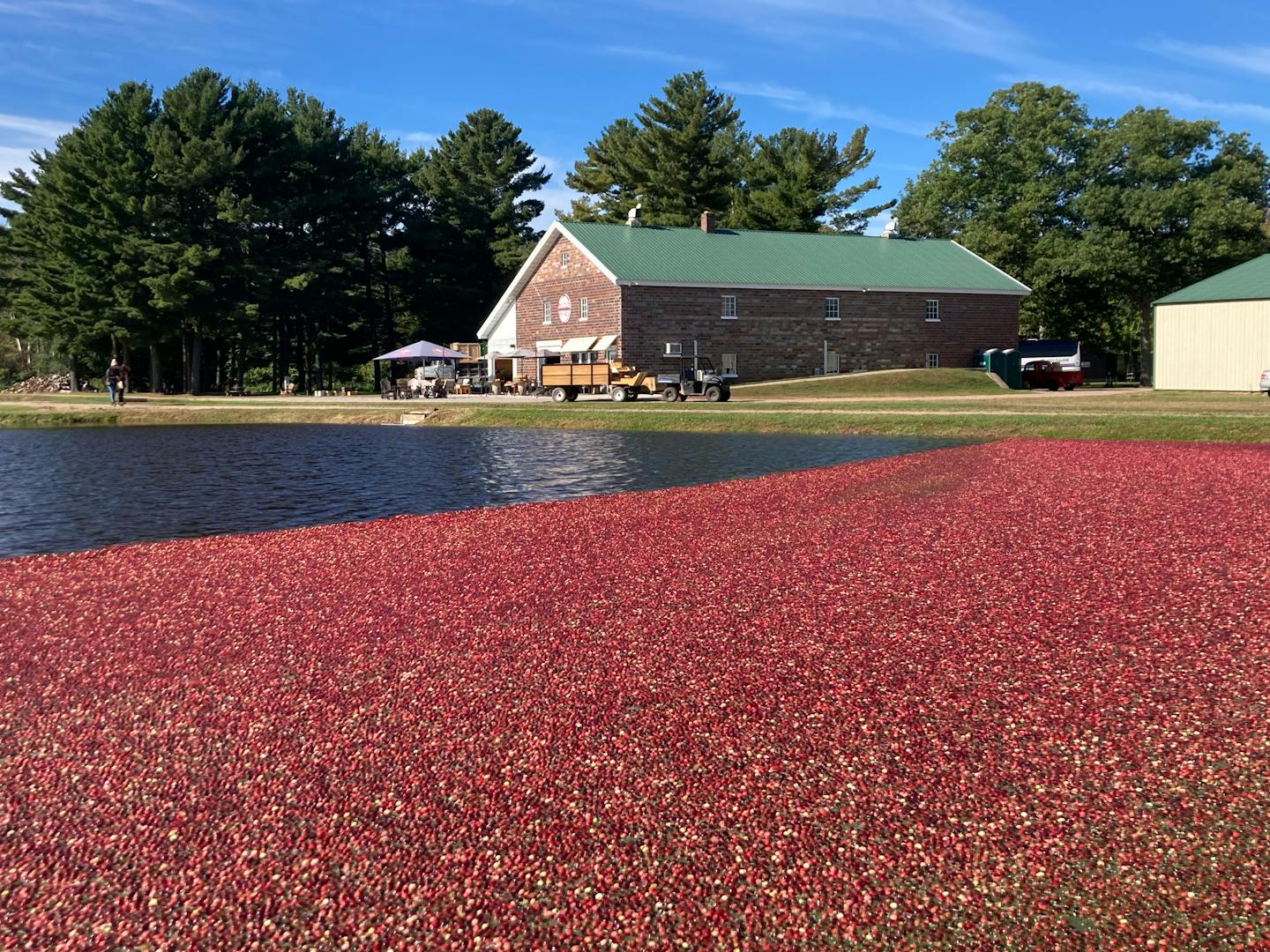 You can wade in the red marshes of Wisconsin cranberry country