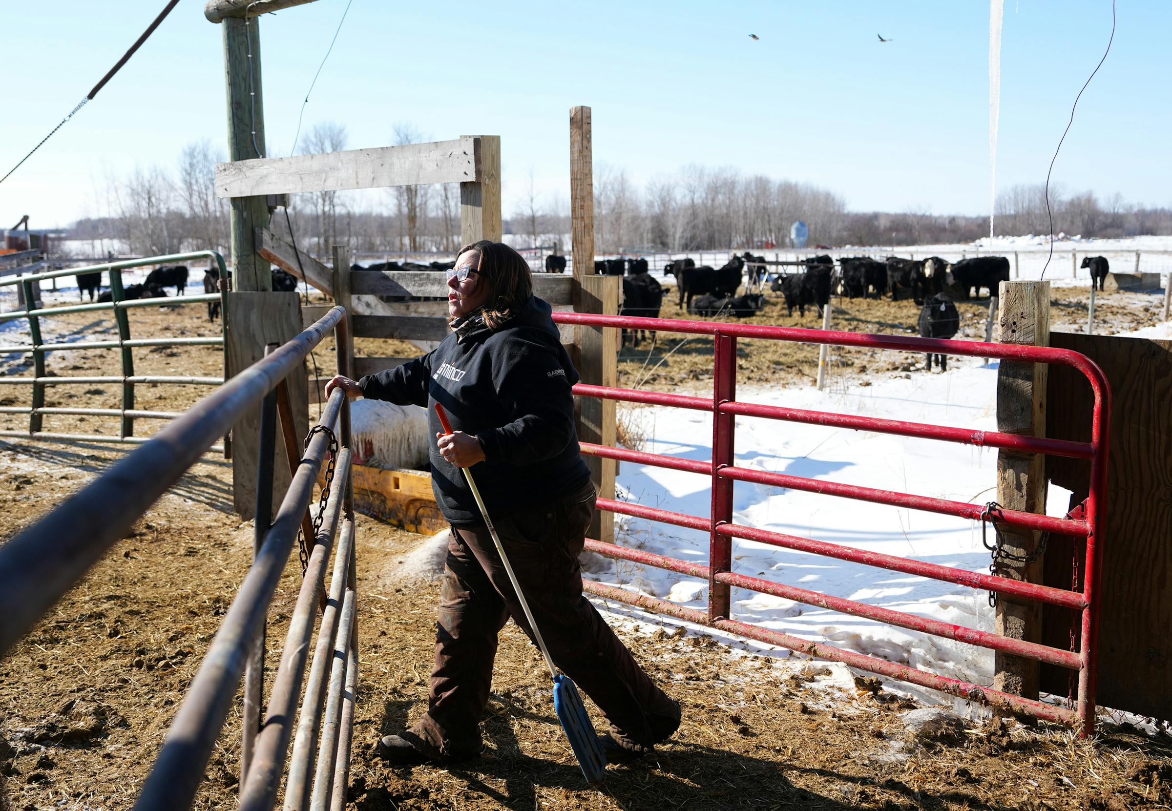 Cattle ranchers finally having a good year