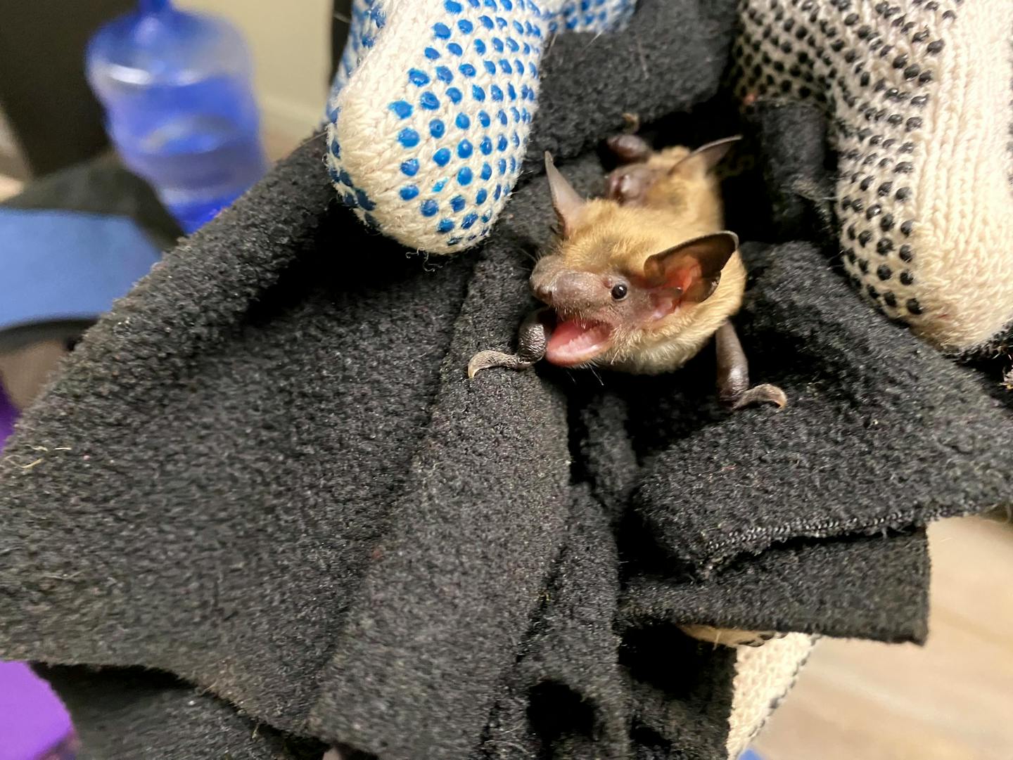 Minnesota Wildlife Rehab Center saves big brown bat colony