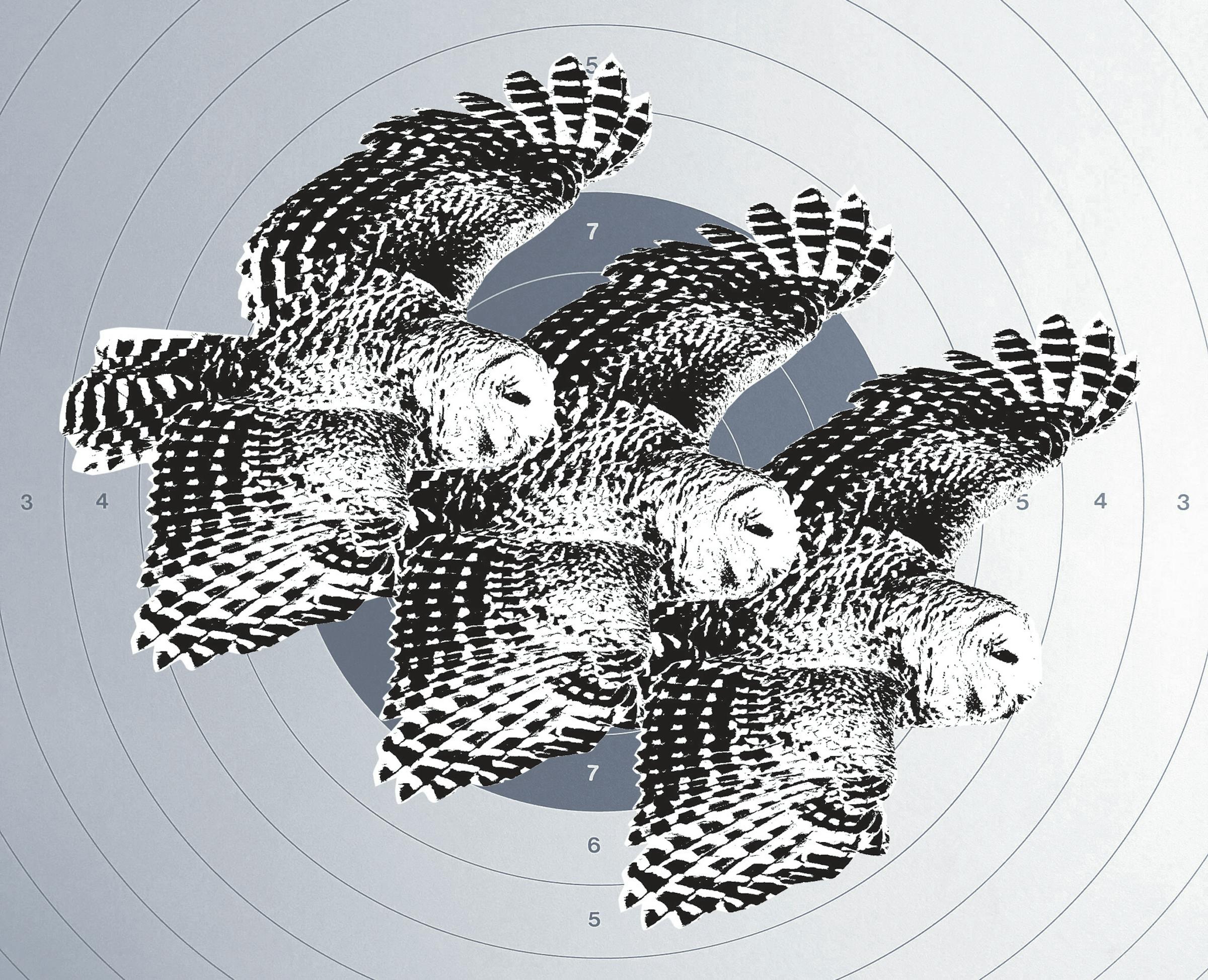 Barred owls targeted for death to save northern spotted owls