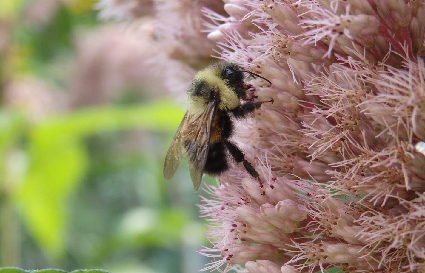 In push to save Minnesota's state bee, regulators and environmental ...