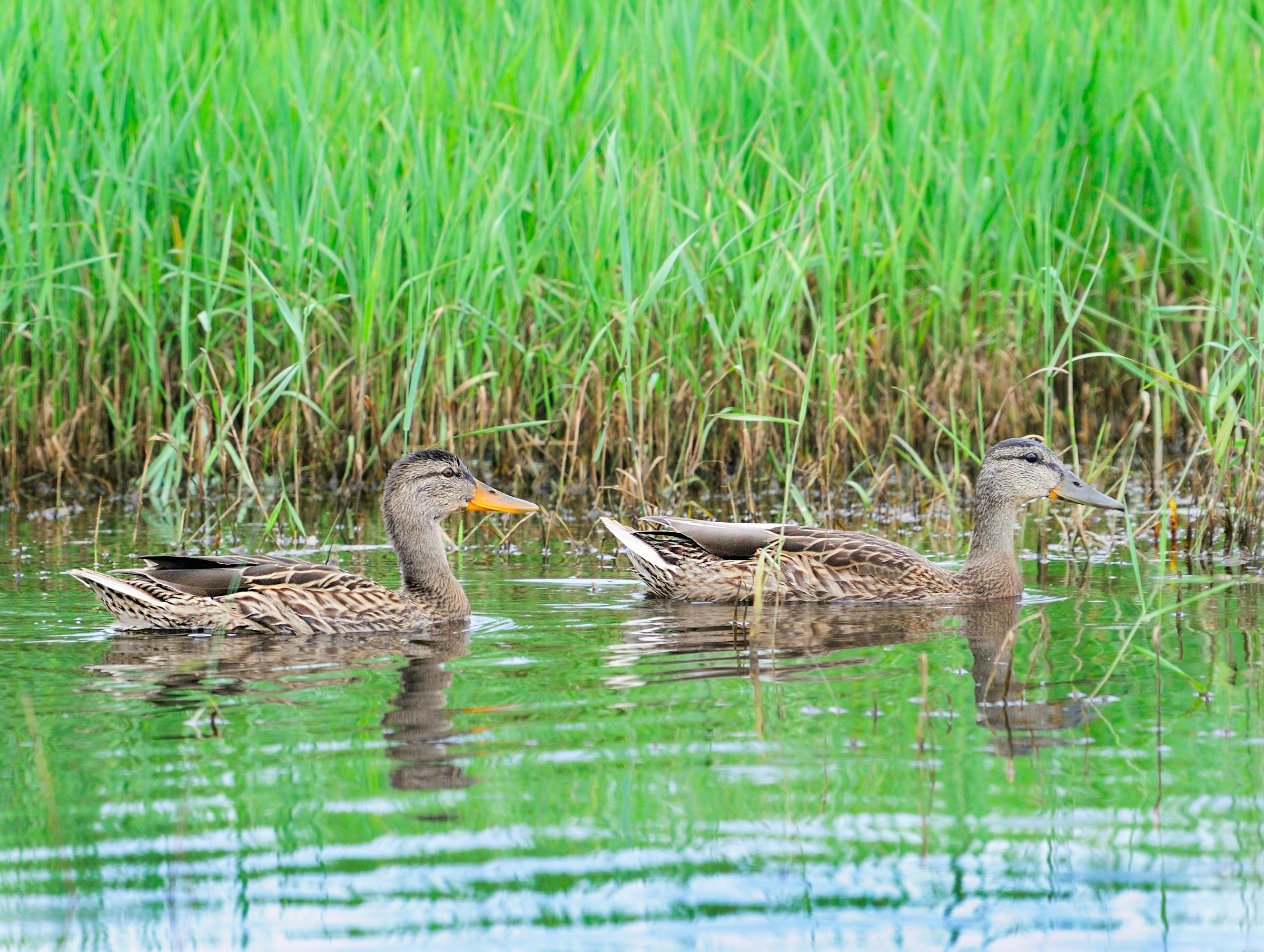 Anderson: Minnesota's mallard duck declines are a longtime management ...