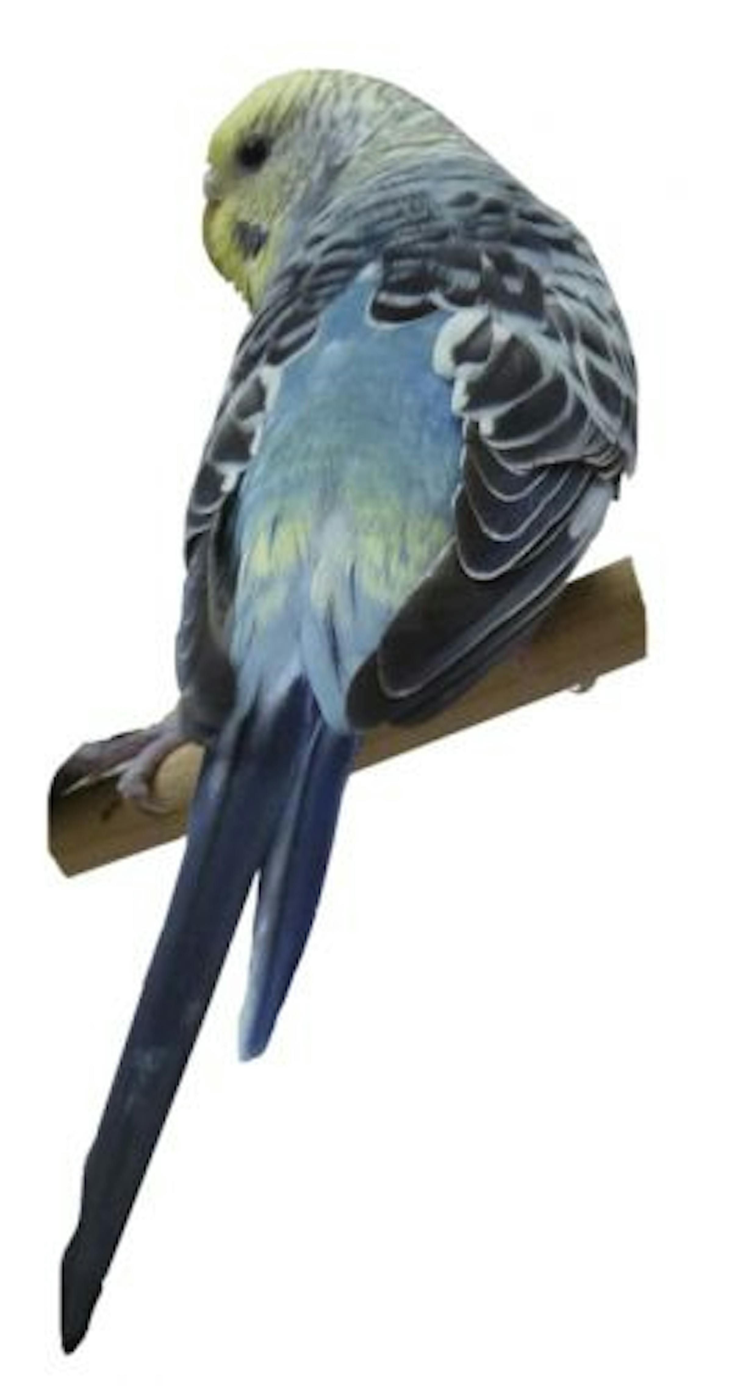 Animal Humane Society giving away birds this weekend