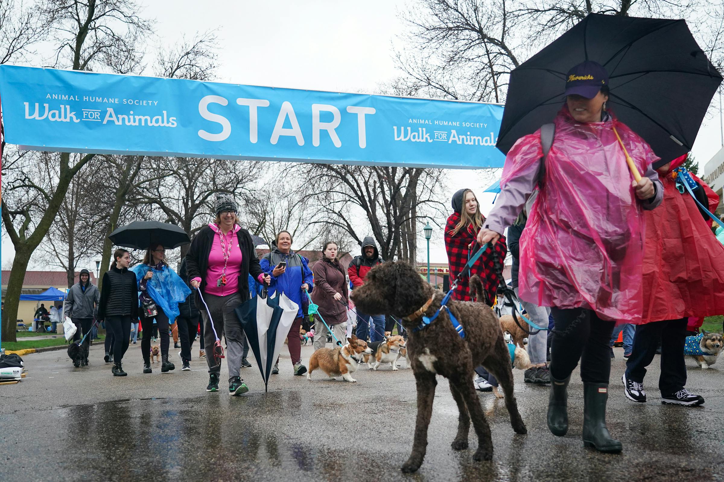 Saturday's Walk for Animals at Minnesota State Fair will go on, but ...