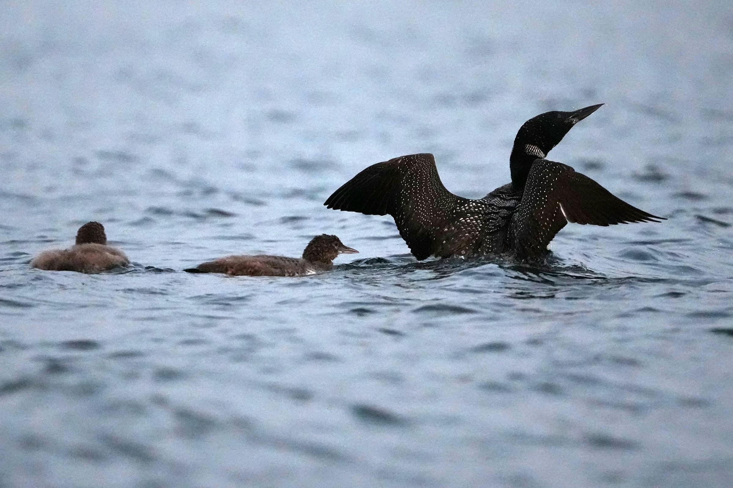 A helping hand for Minnesota’s most iconic bird