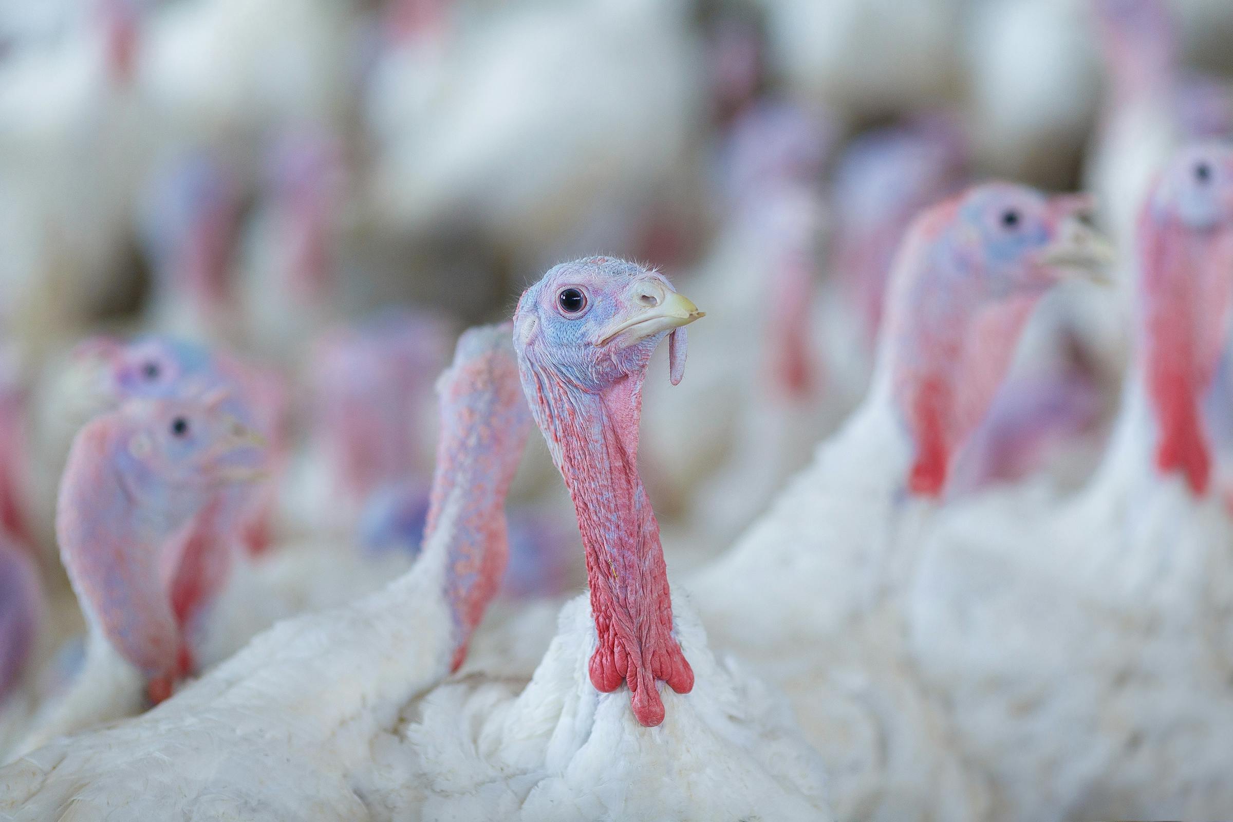 Bird flu has so far claimed $135M in Minnesota turkeys, chickens