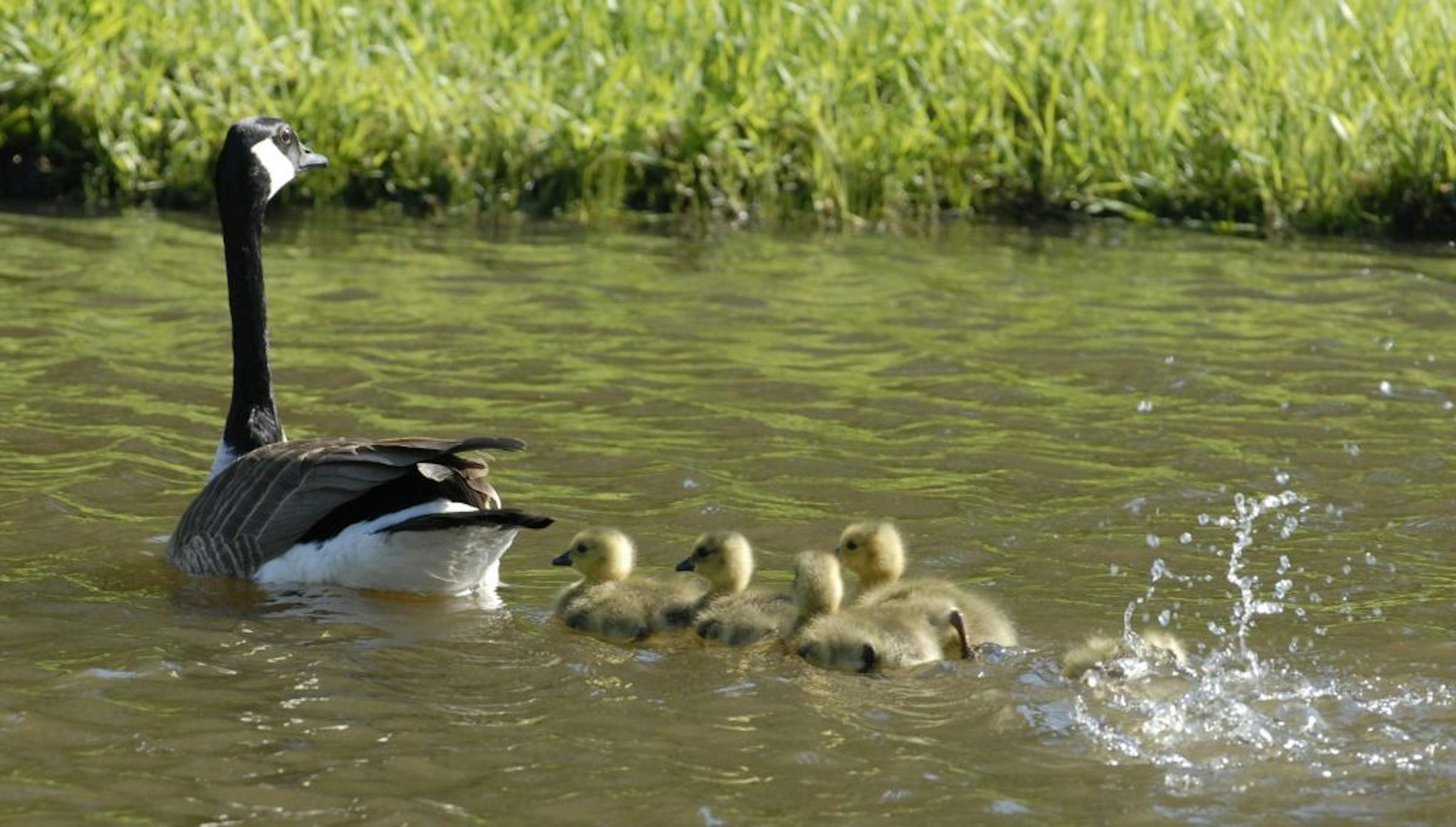 Big batch of goslings is goose day care