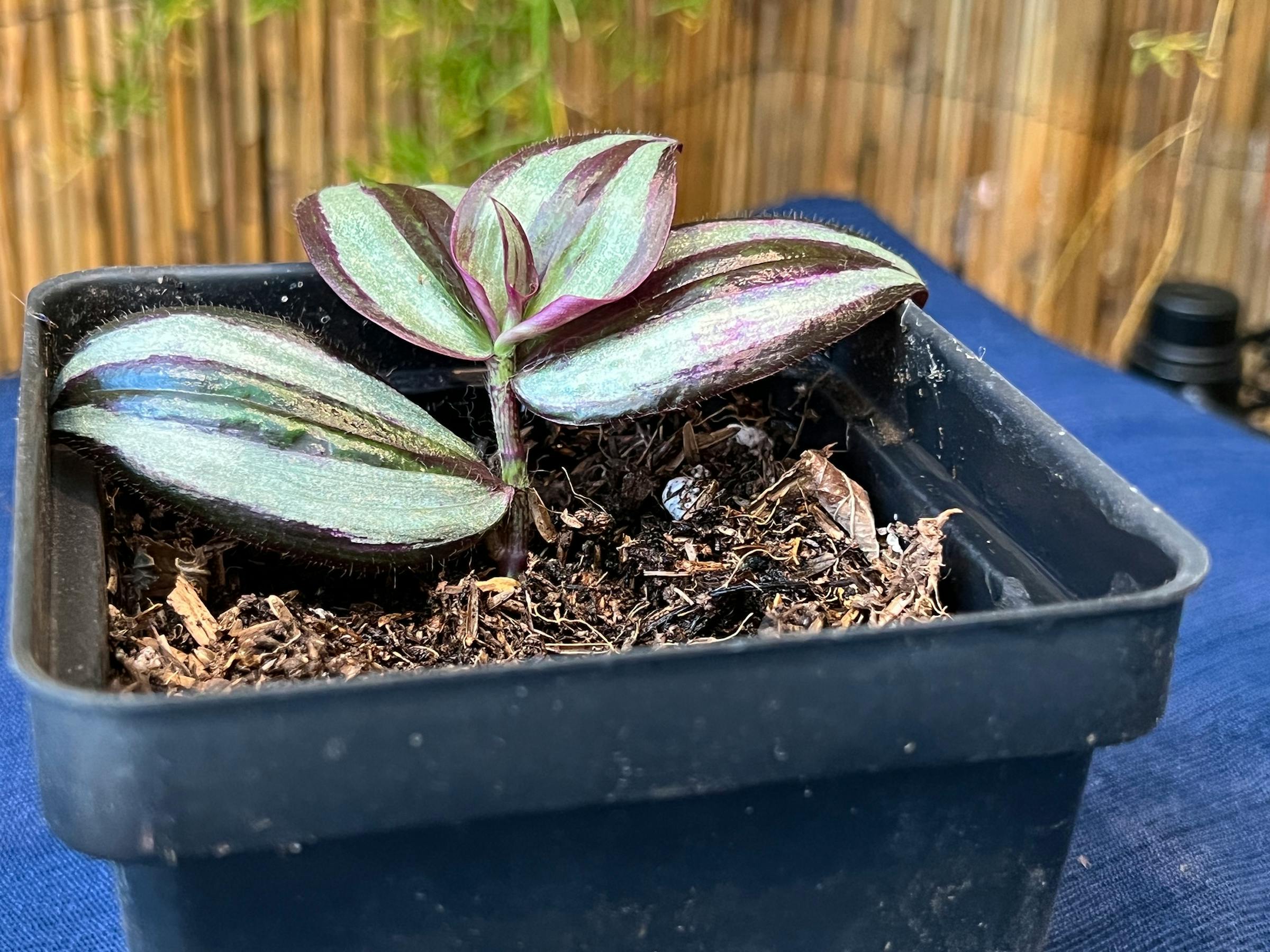 How to boost your indoor garden's beauty