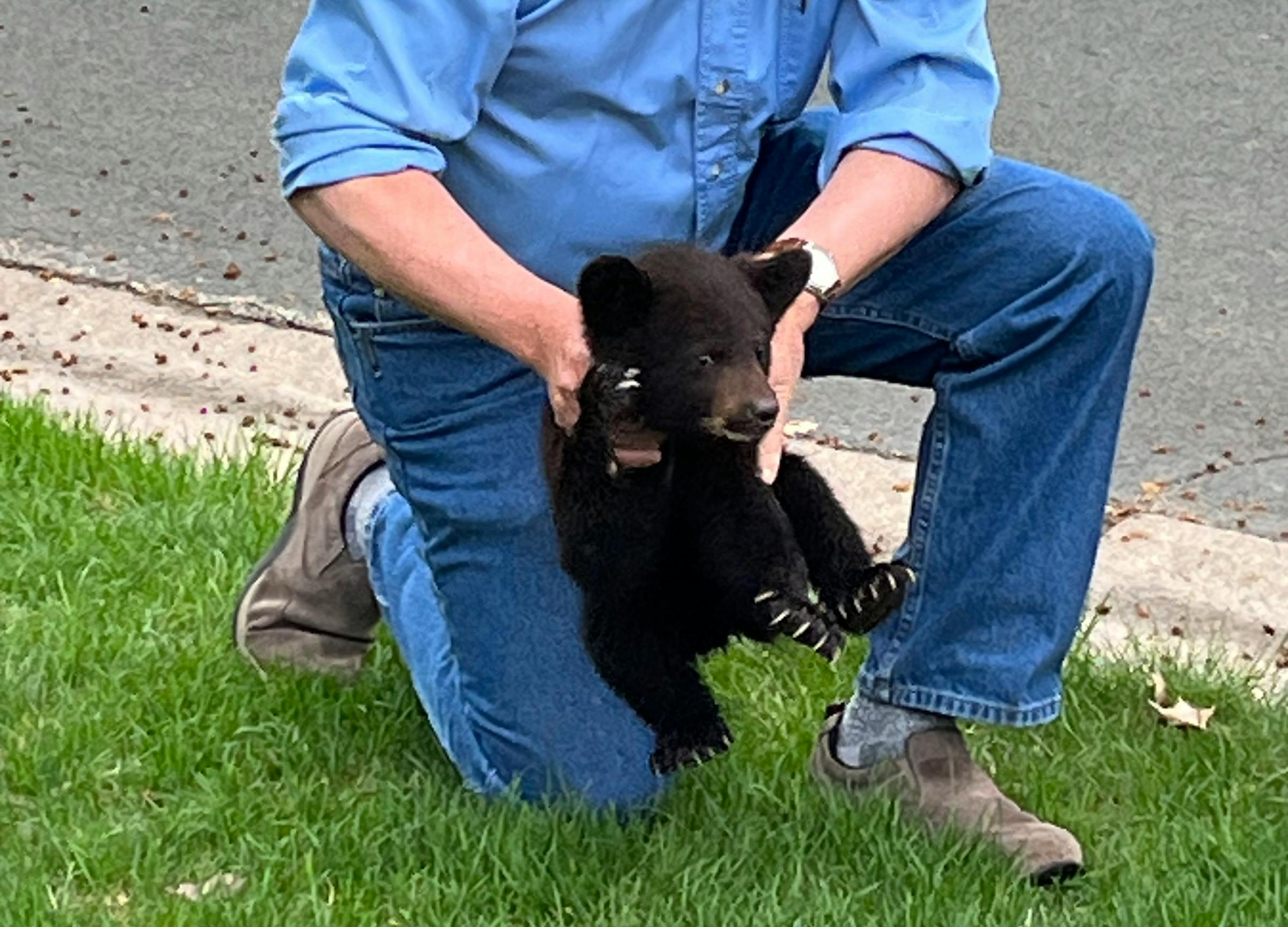 Wildlife managers scoop up baby bear in Maple Grove