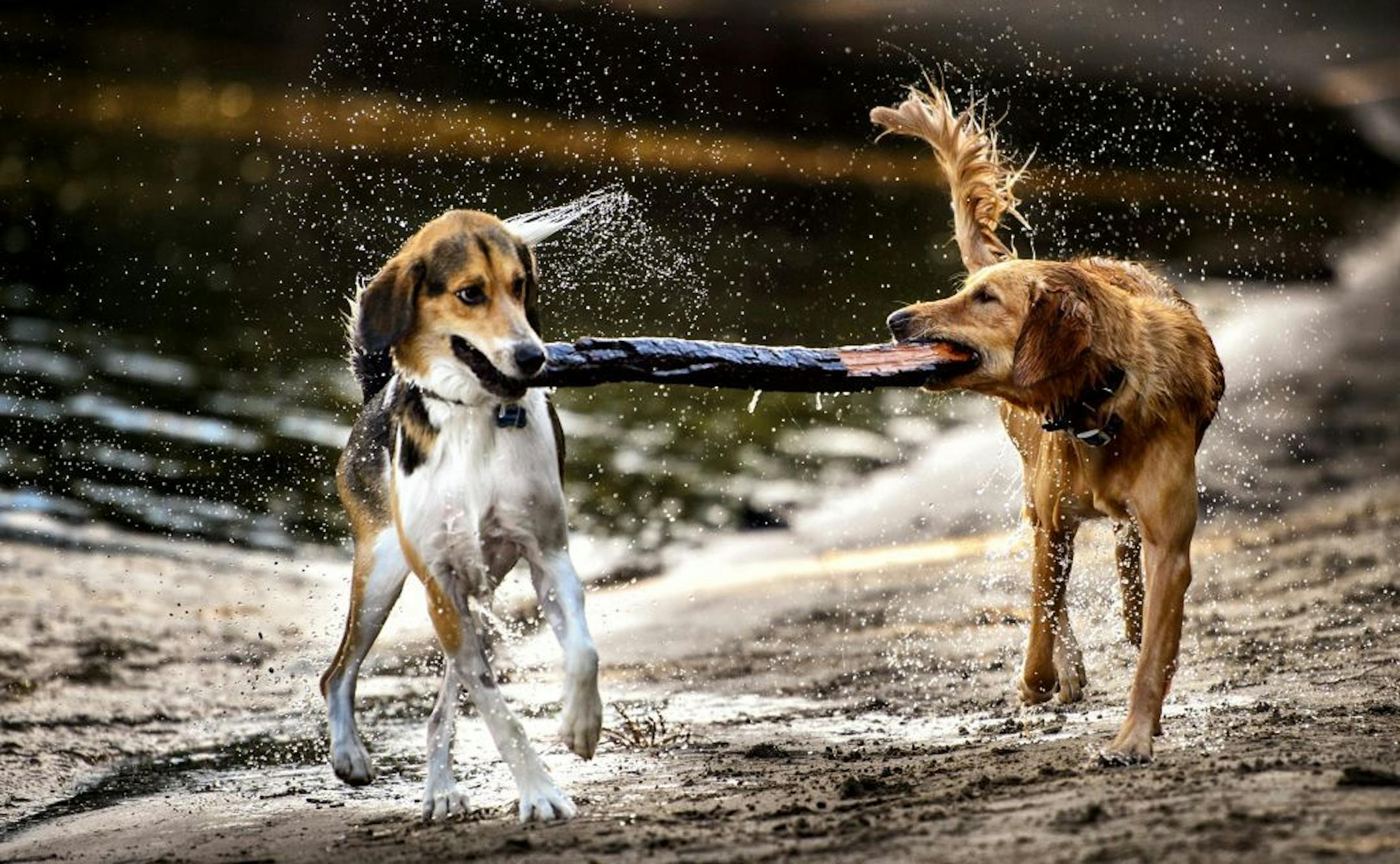 Parkgoers fight Park Board choice to leash dogs at Minnehaha