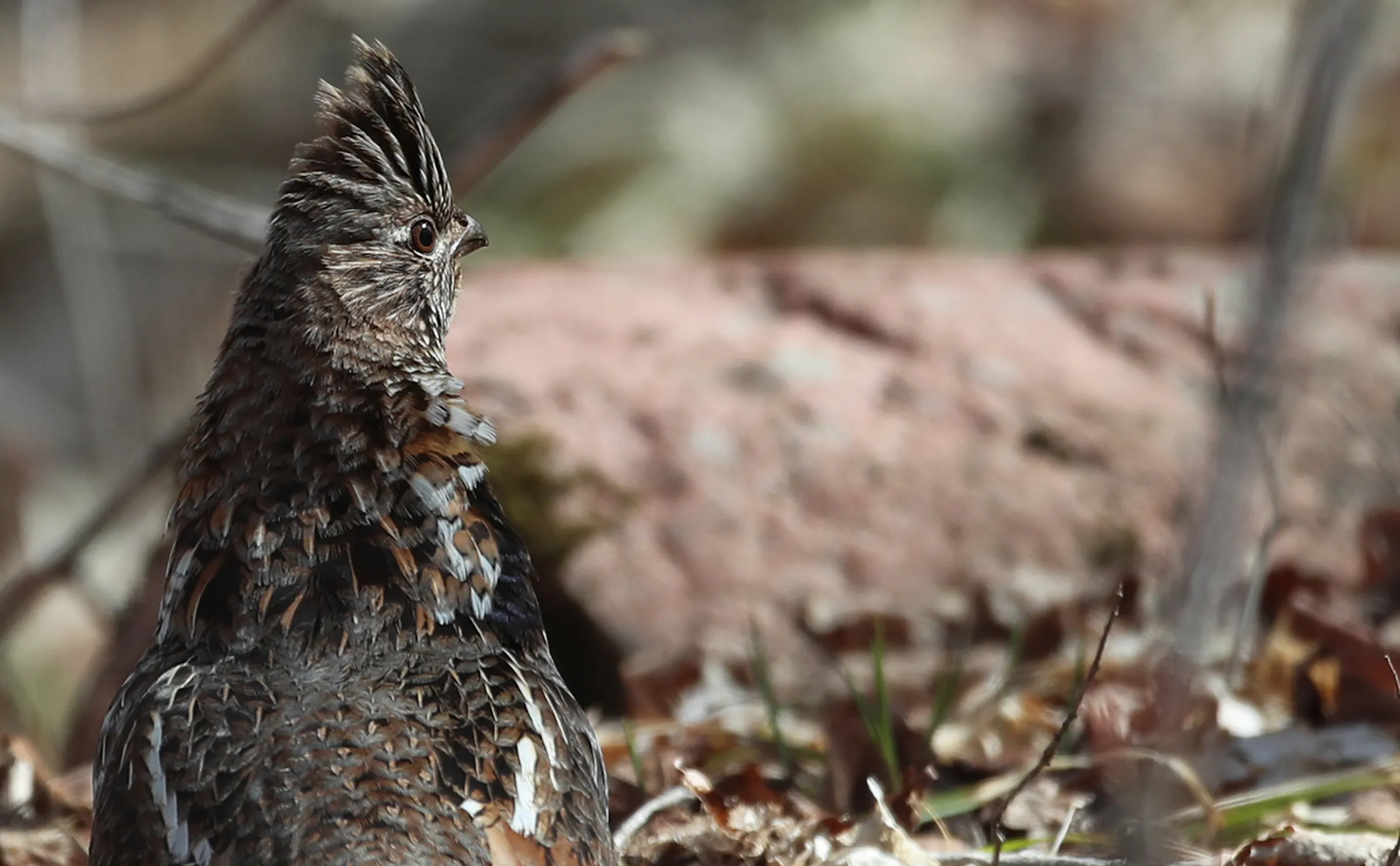 Ruffed Grouse Counts Remain Strong In Core Range Up North