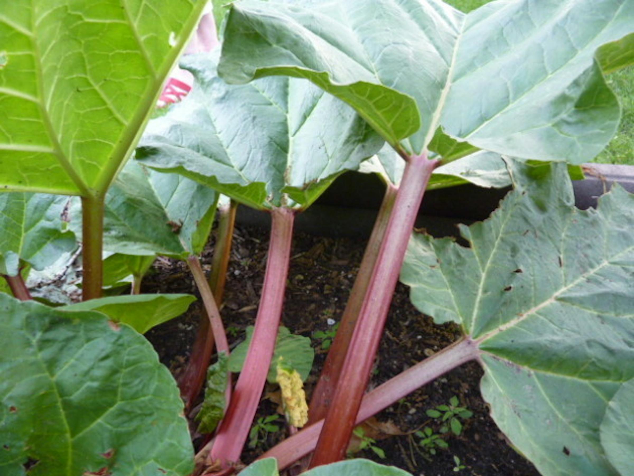 Delicious rhubarb - eat with caution.