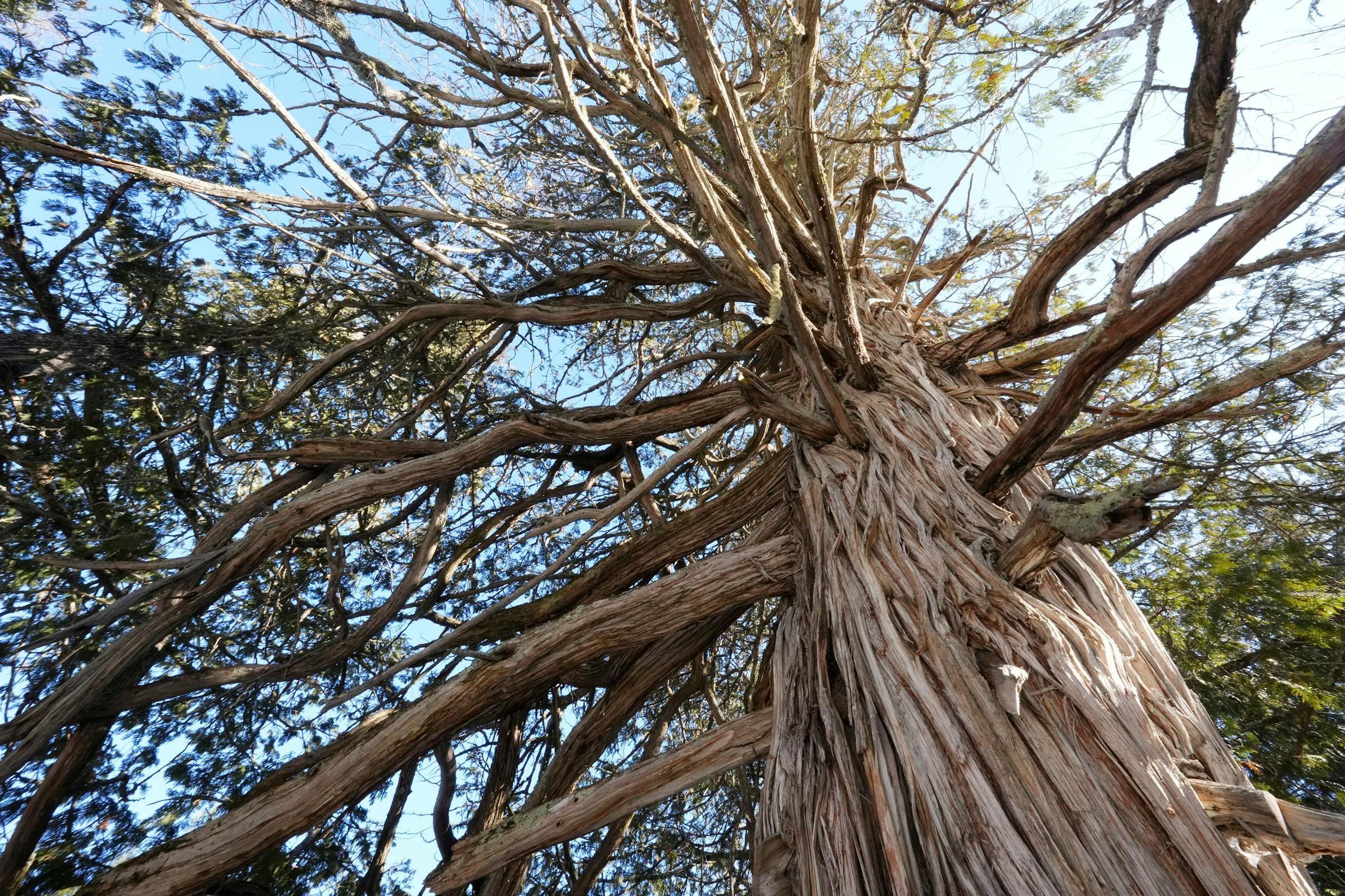 Listen: What is the oldest tree in Minnesota?