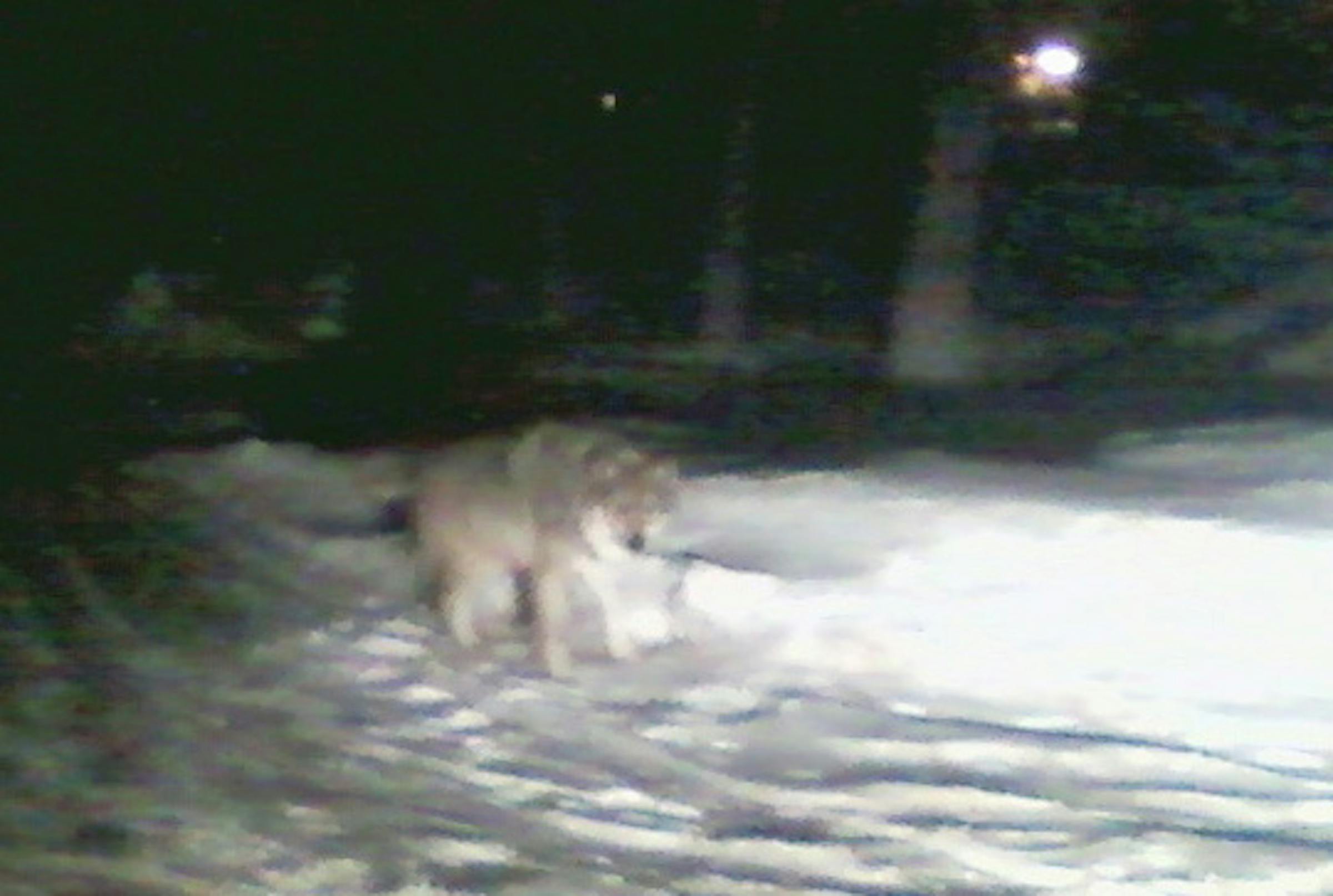 Missing rare wolf caught on camera