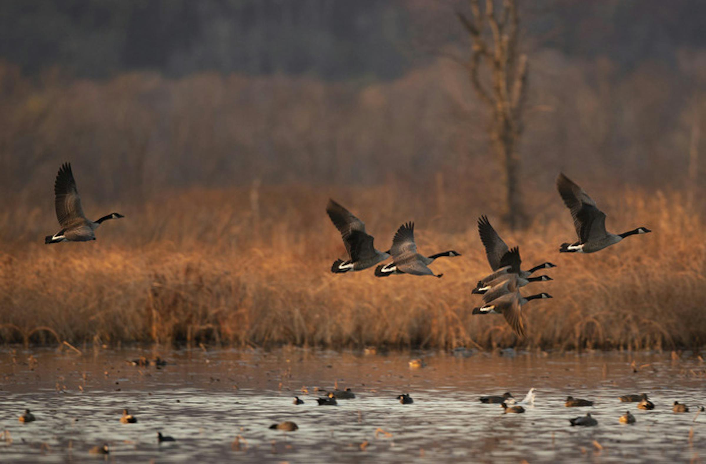 Minnesota's early goose season holds average promise