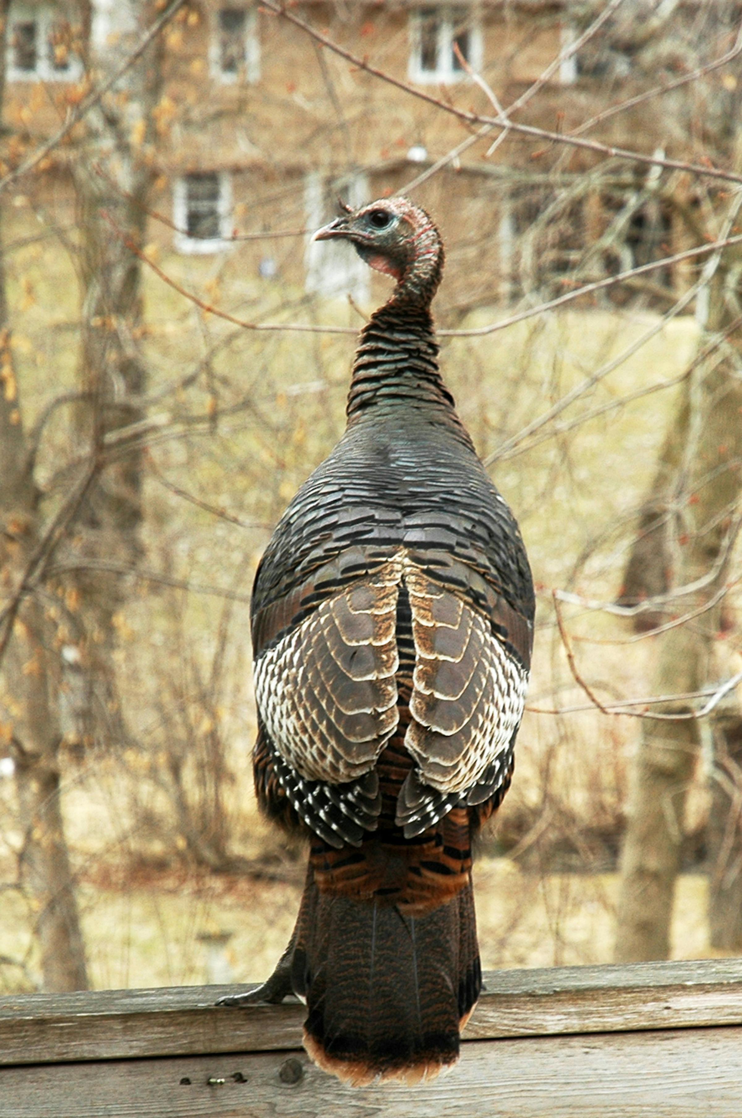 Urban turkeys becoming a common sight