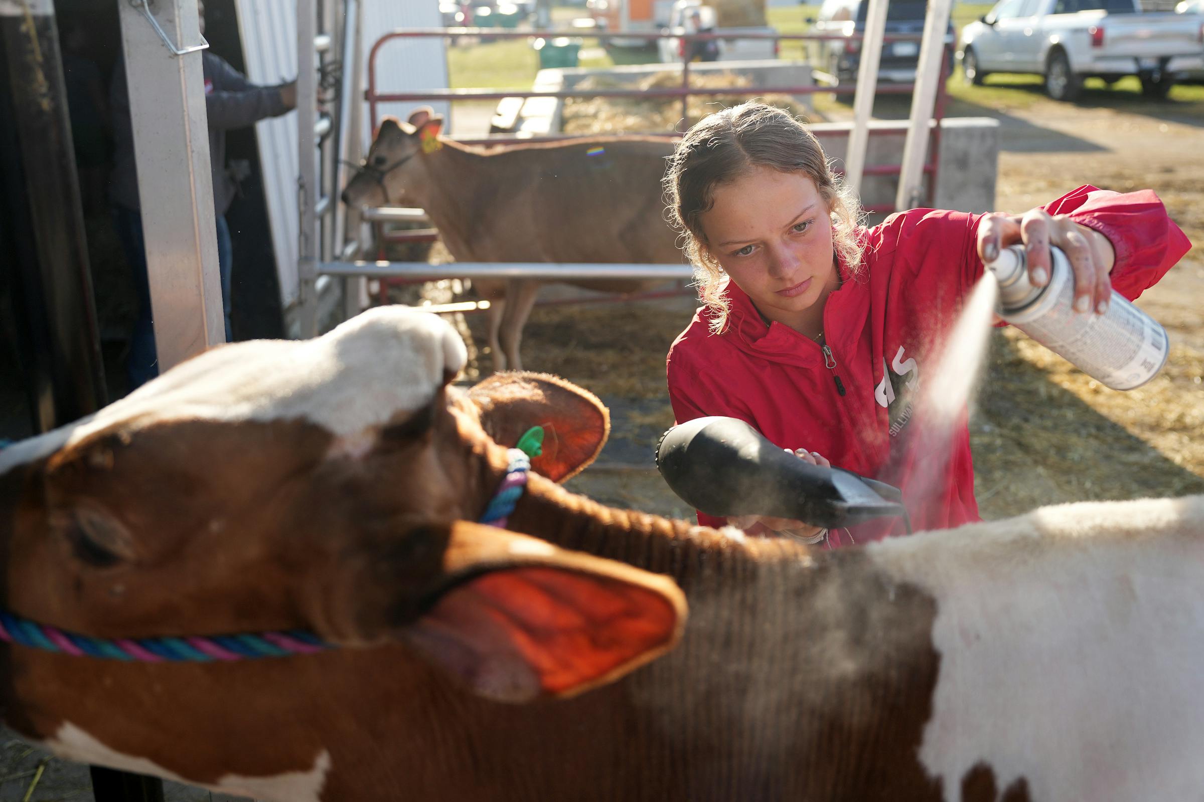 Some Minnesota cows are getting bird flu, but the show must go on at ...