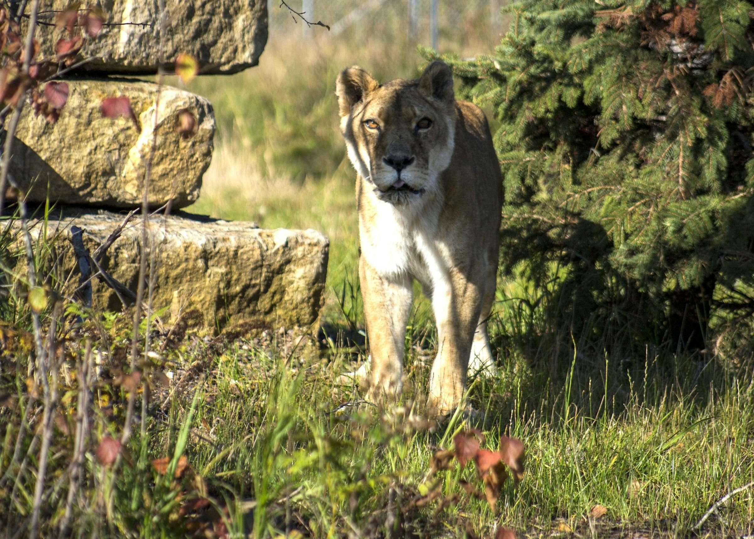 One of the oldest known lionesses in captivity dies at Sandstone sanctuary