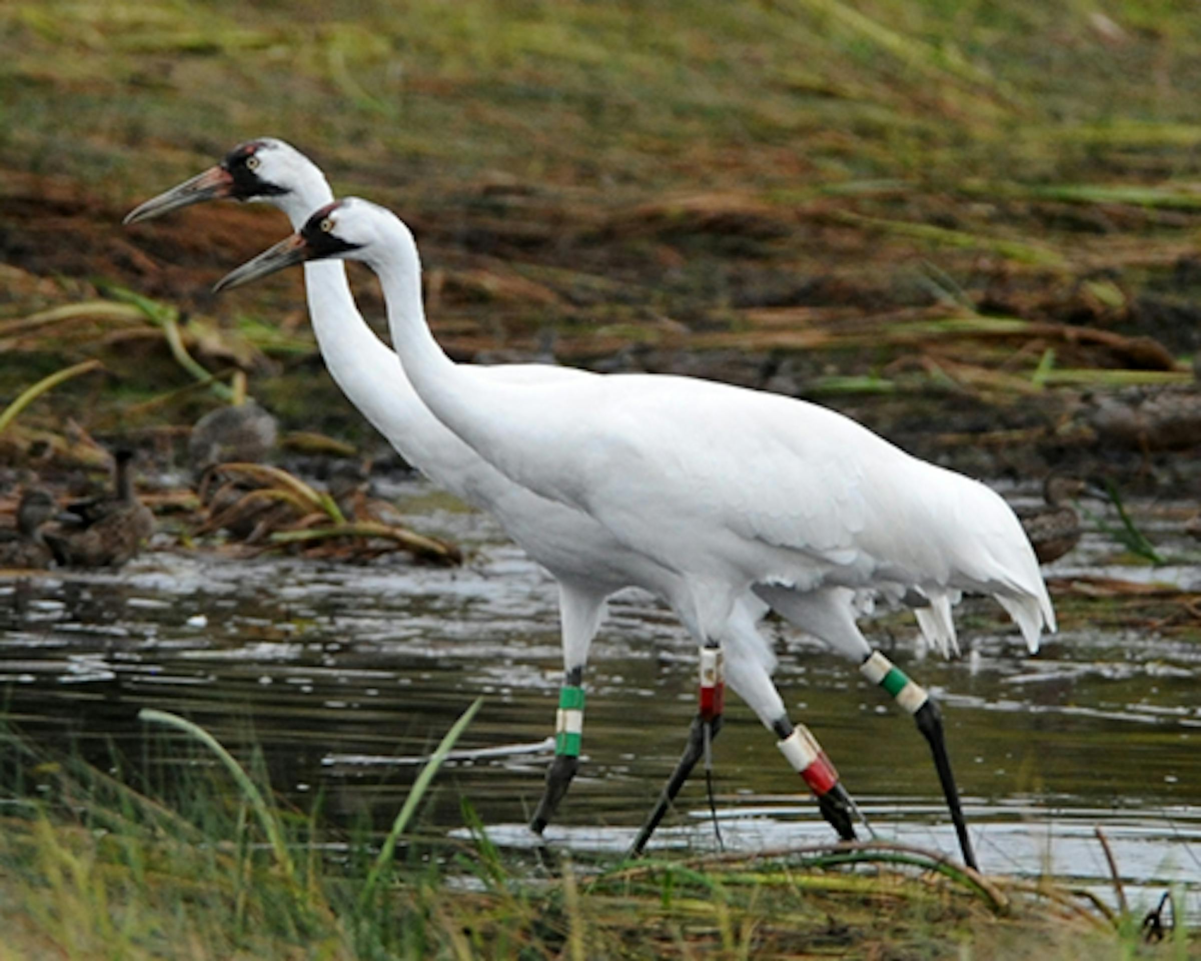 Whooping Crane numbers