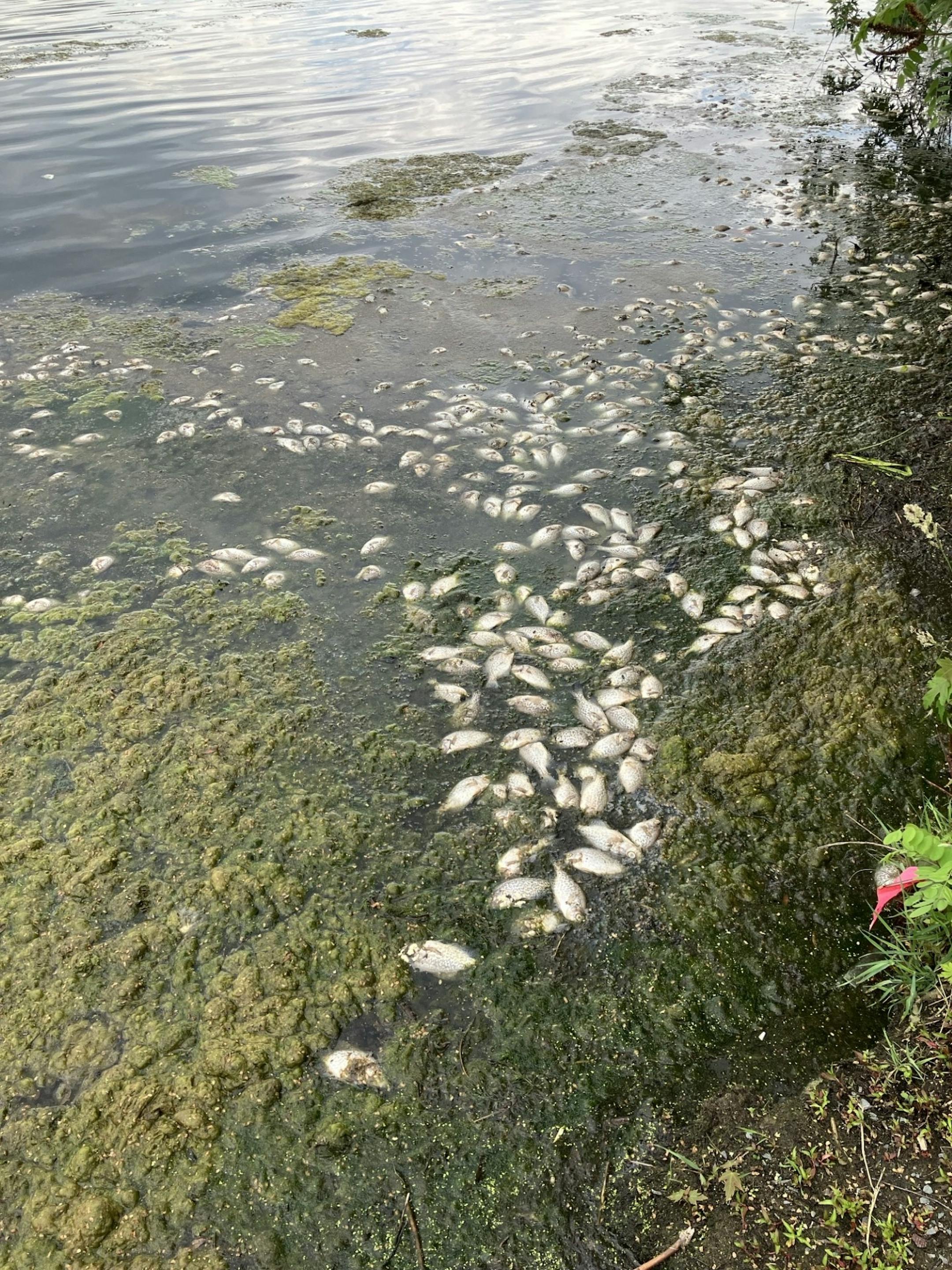 Thousands of fish die in St. Paul's Como Lake