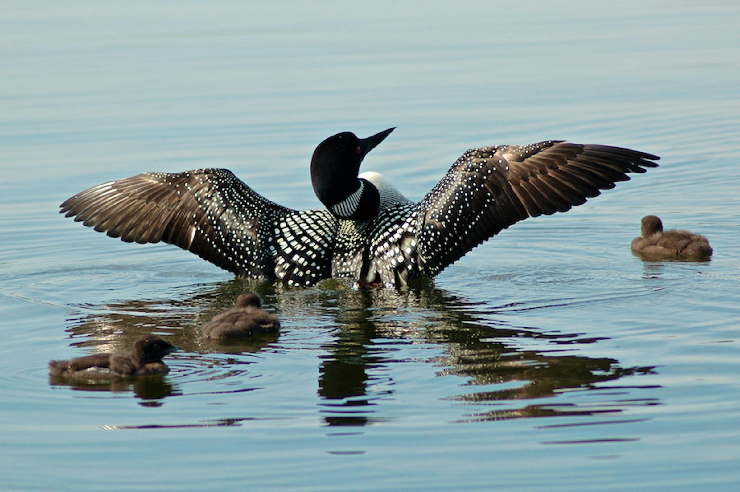 Loon watch: A resort owner lures Minnesota's state bird with man-made nests