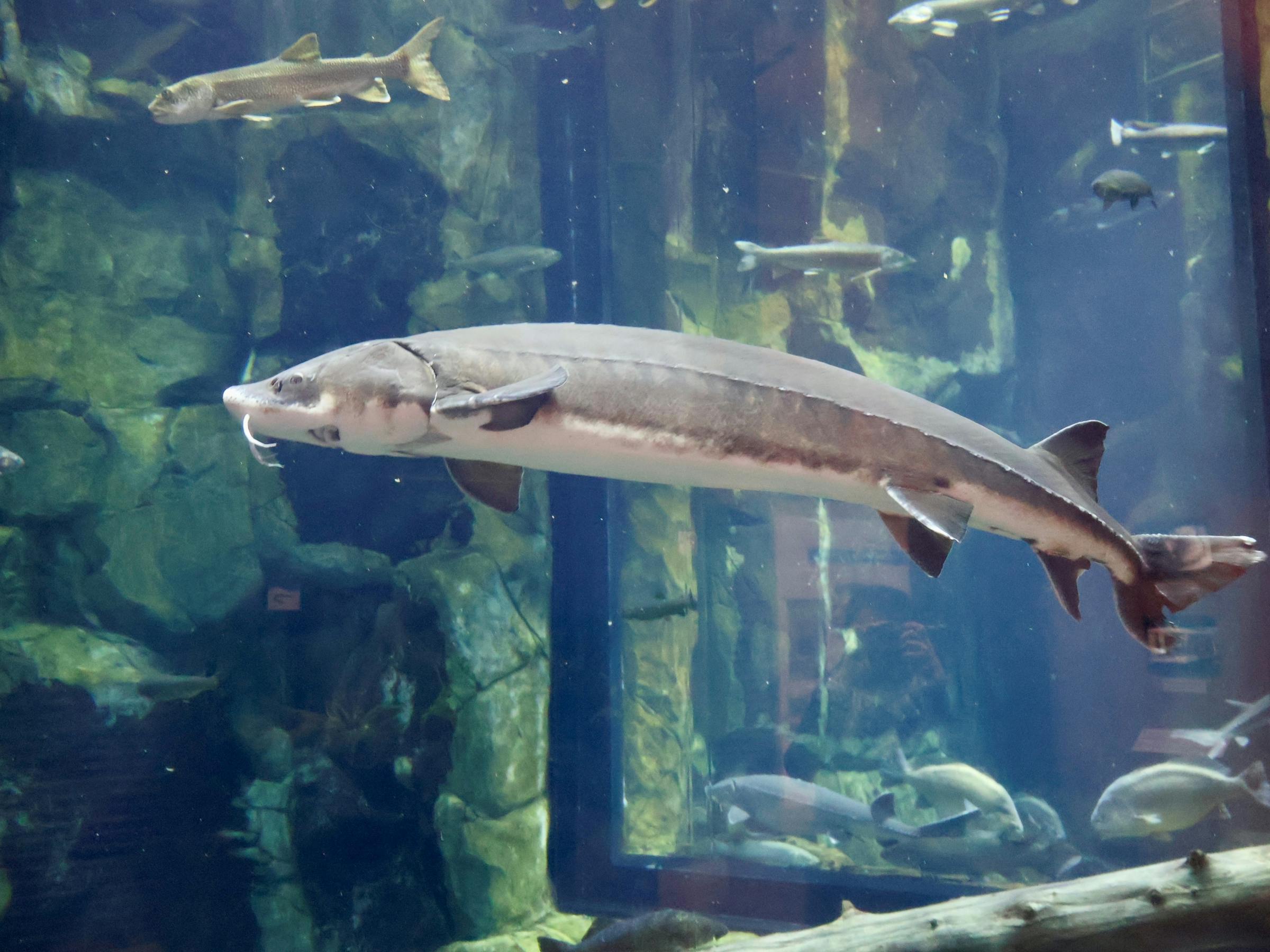 New partnership hopes to bring lake sturgeon back to river that ...