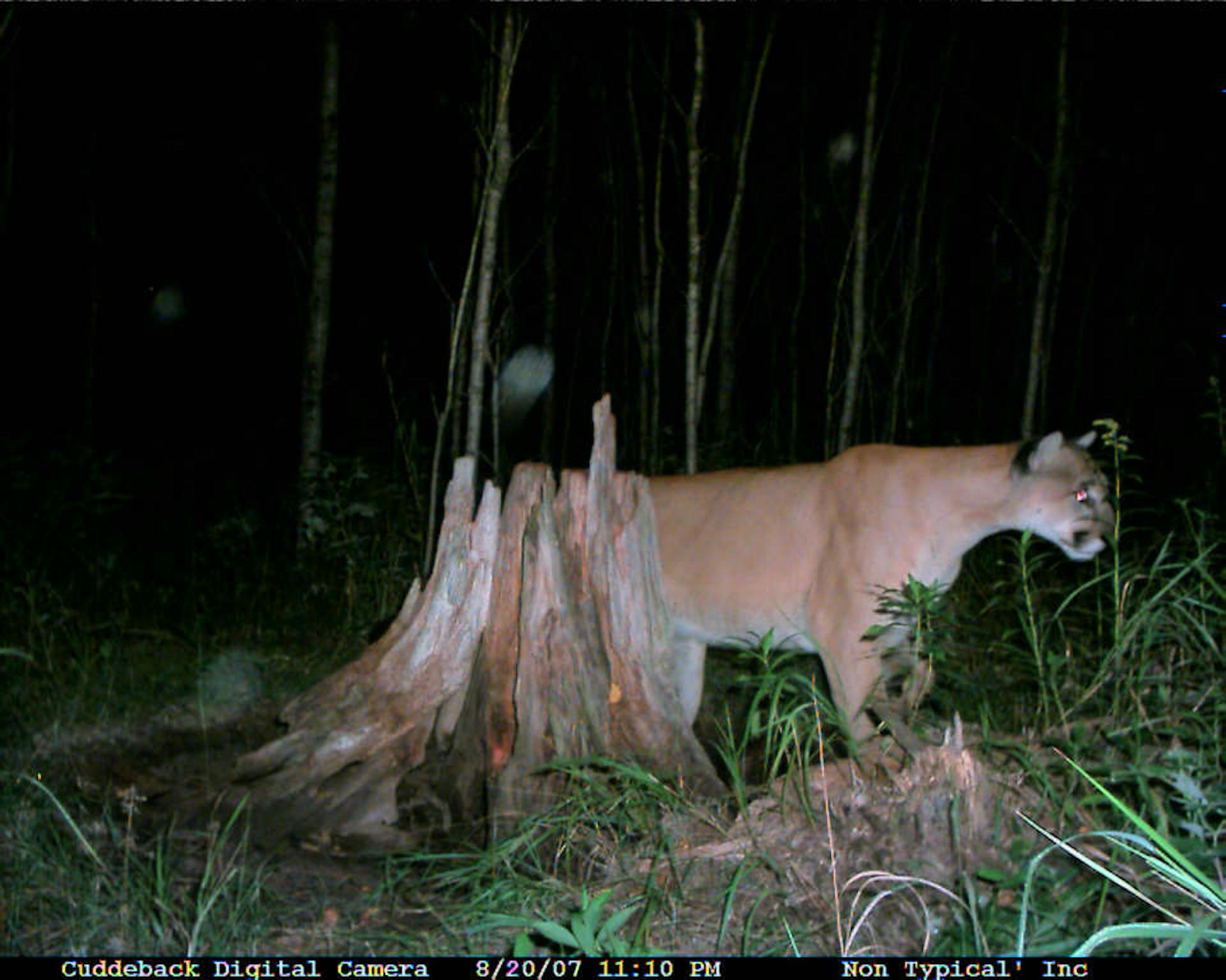 Hitting pause on the suggestion that mountain lions are moving through
