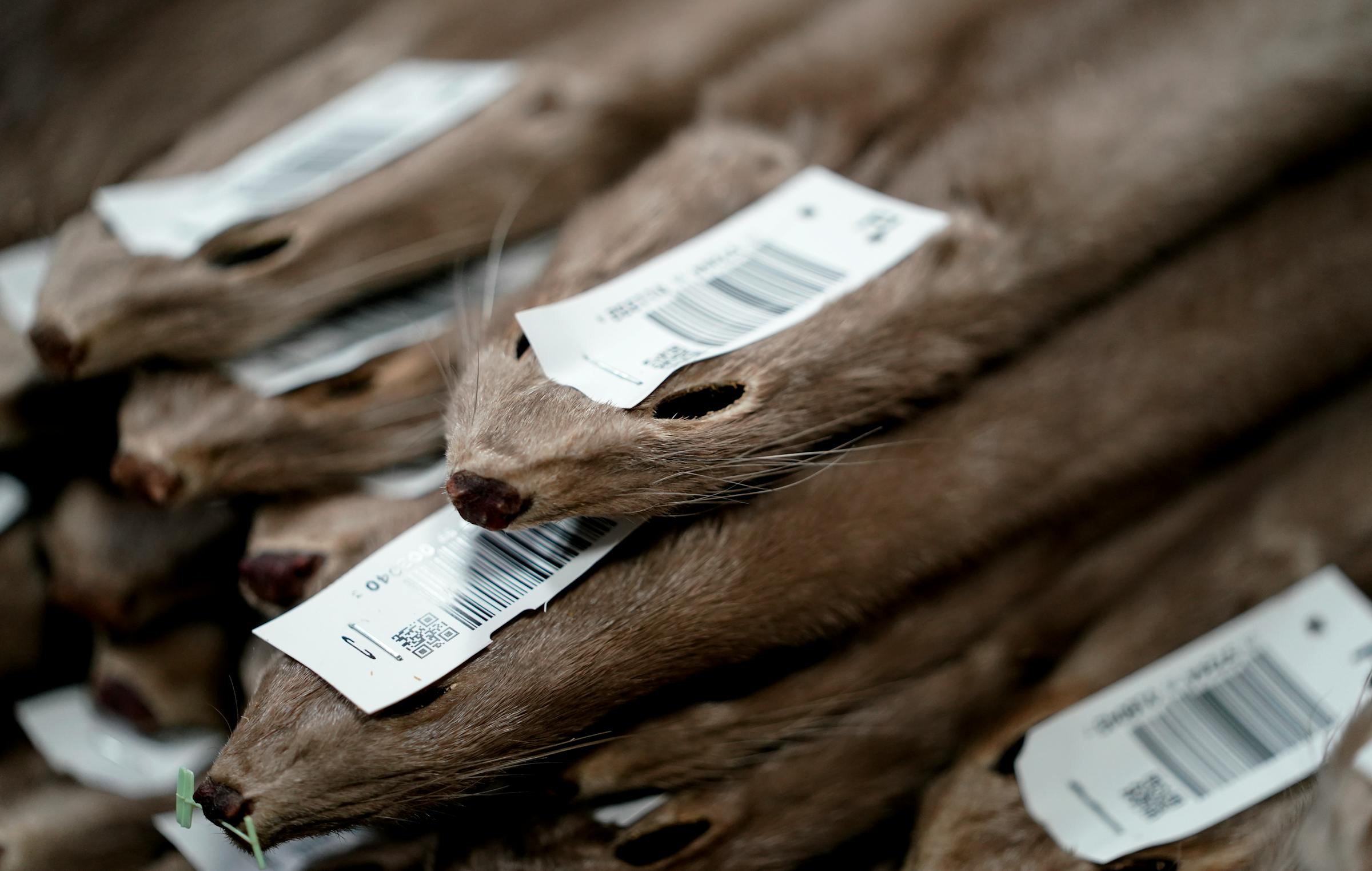 Midwestern mink farms navigate COVID fears