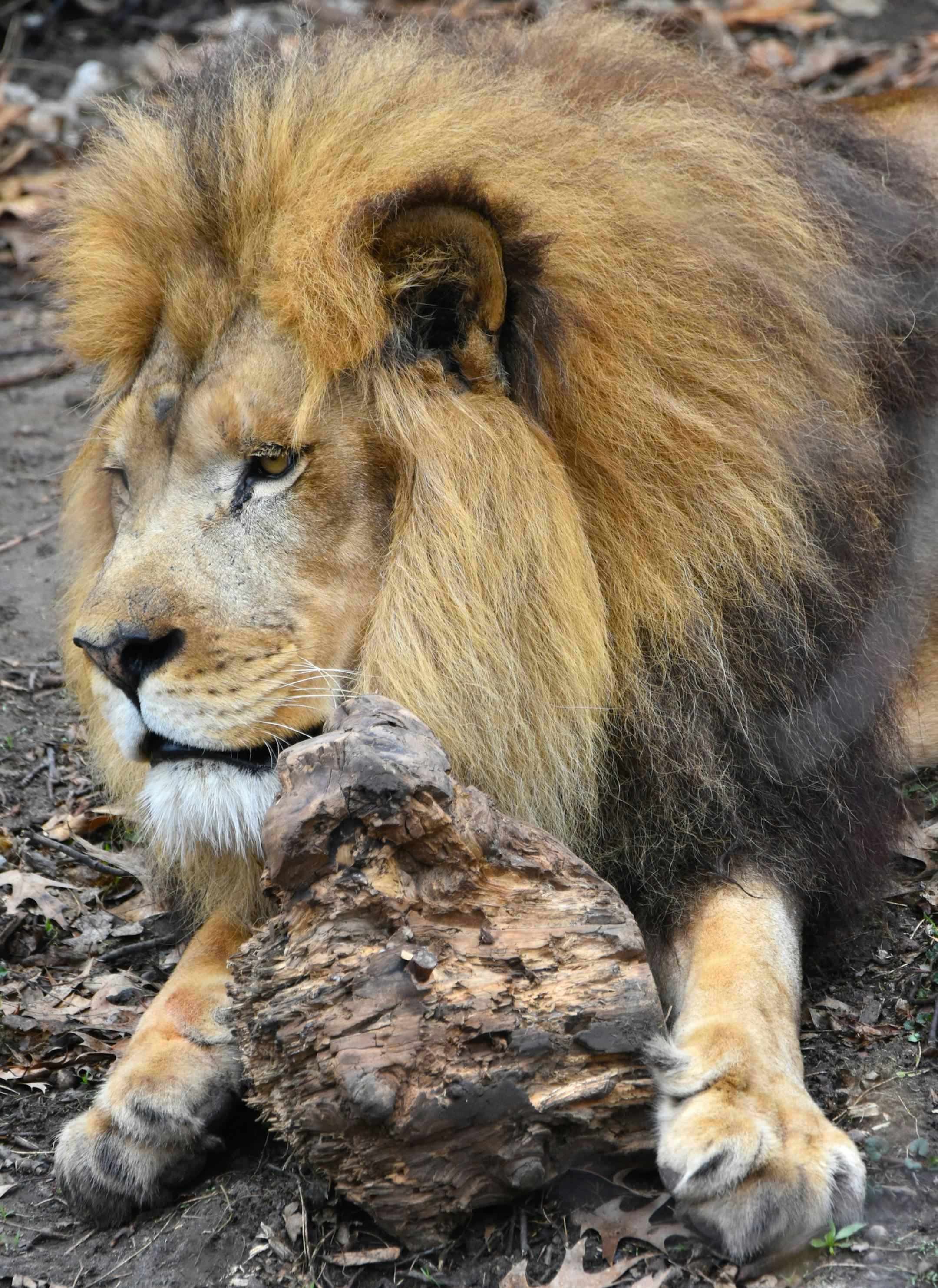 Como Zoo lion Mumford dies