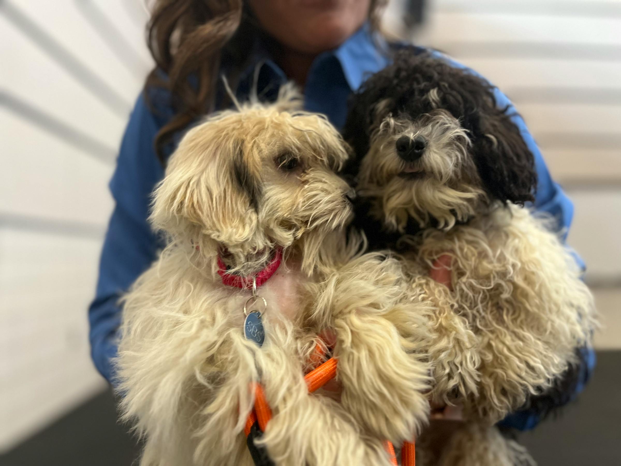 Authorities seize 30 dogs from Andover animal rescue after eight others ...