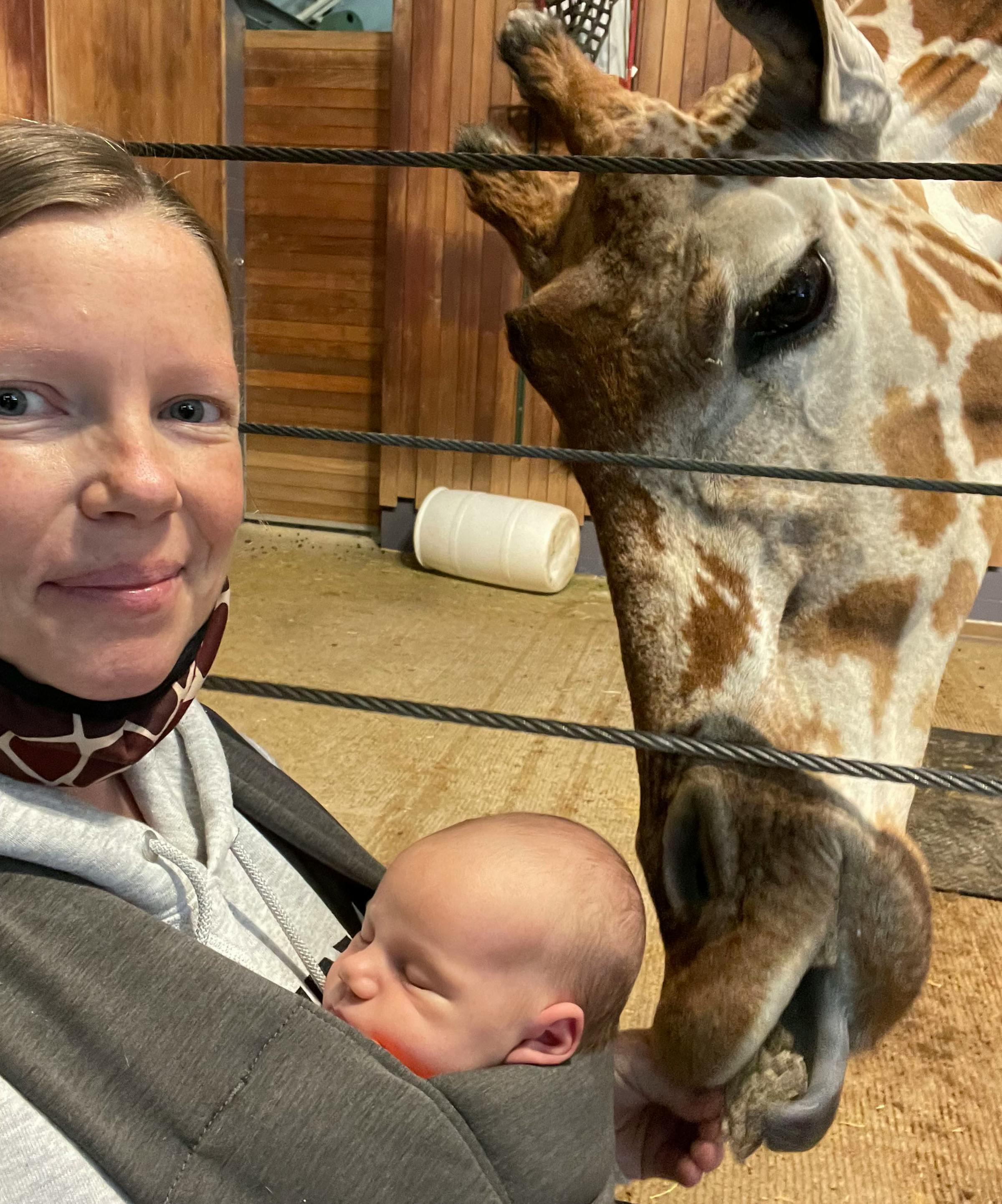 Como Park zookeeper knows giraffes. A tidbit: Females like the taller guys