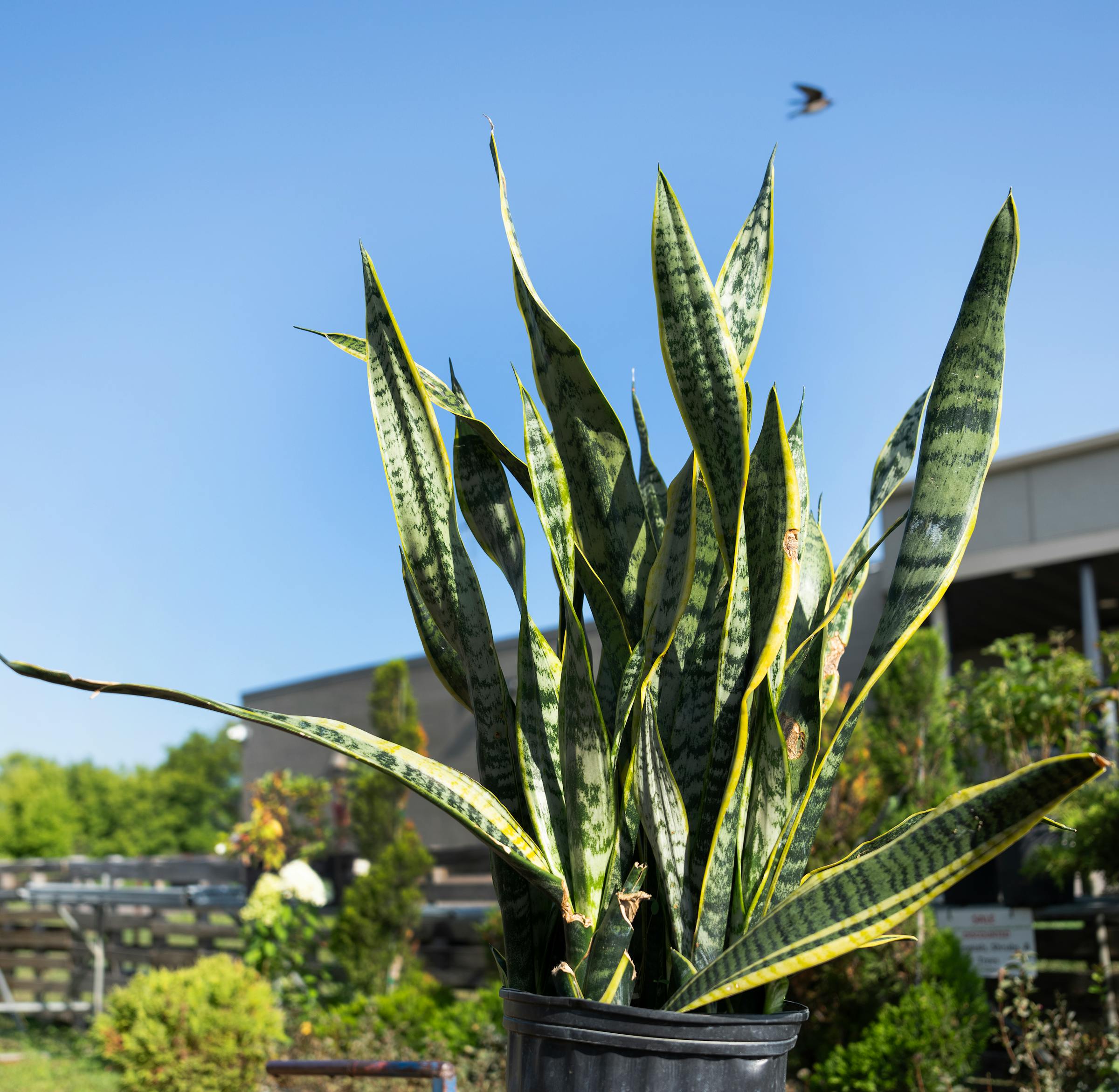 Minneapolis says planting a snake plant will clean your home's air. It ...