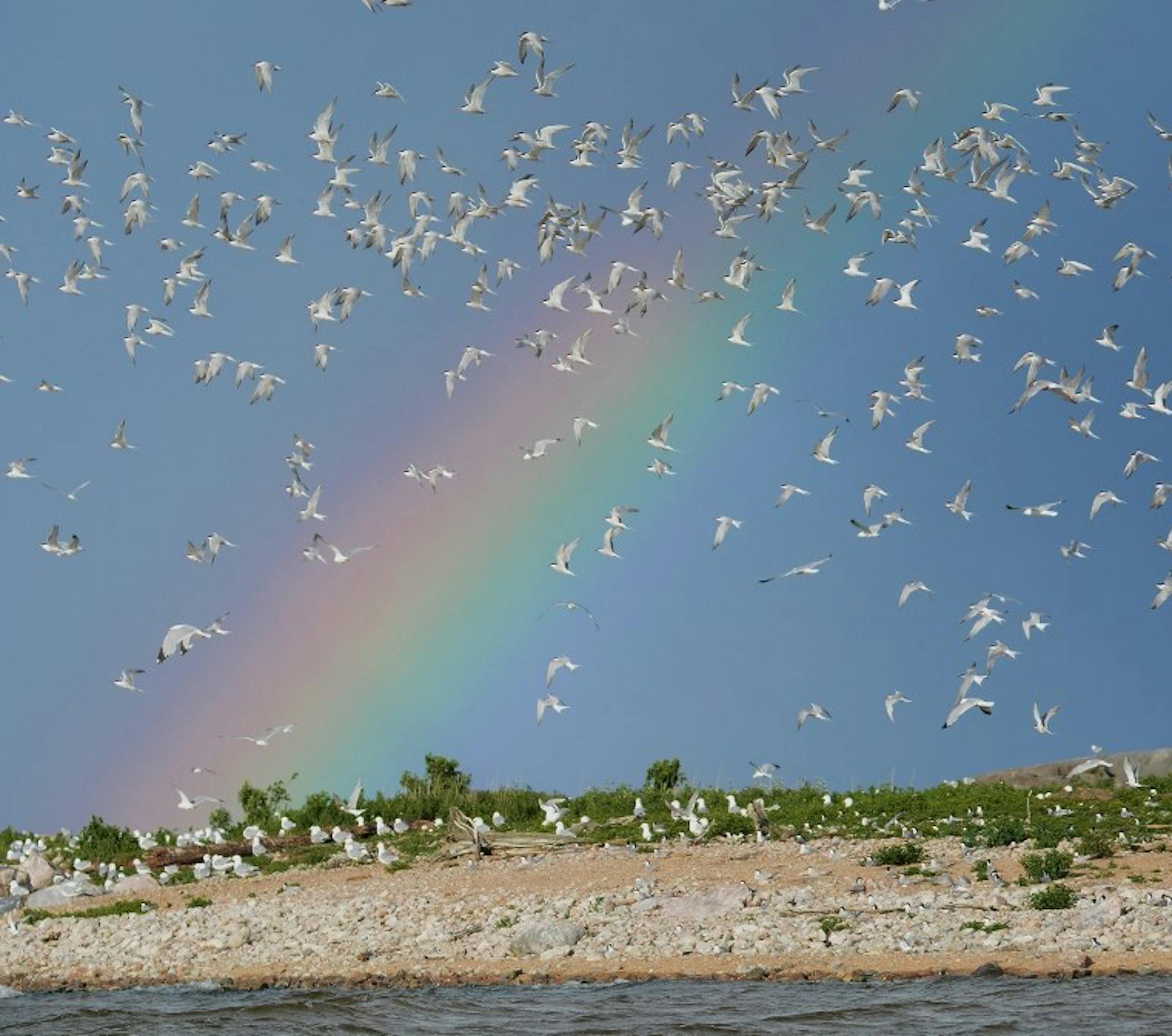 How many billion birds are there in the world?